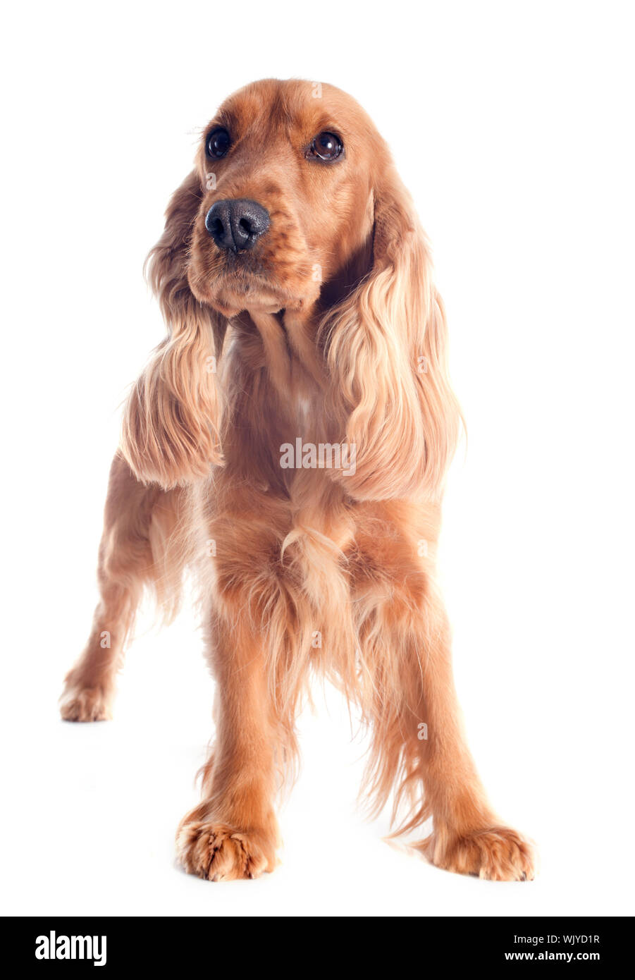 portrait of a purebred english cocker in a studio Stock Photo - Alamy