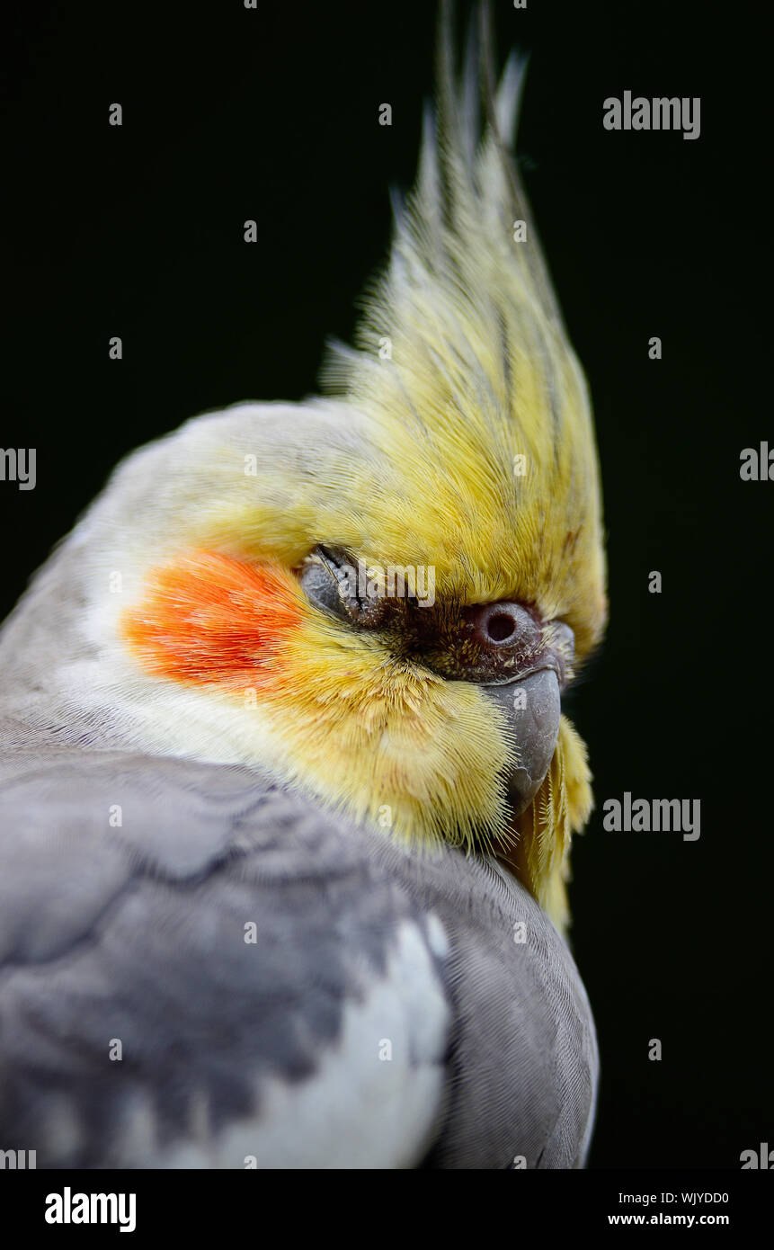 Beautiful Cockatiel (Nymphicus hollandicus), closeup head profile Stock ...