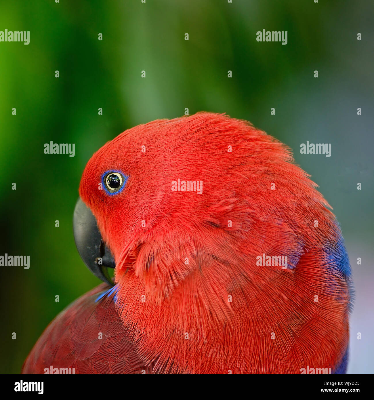 Colorful red parrot, a female Eclectus parrot (Eclectus roratus), face ...