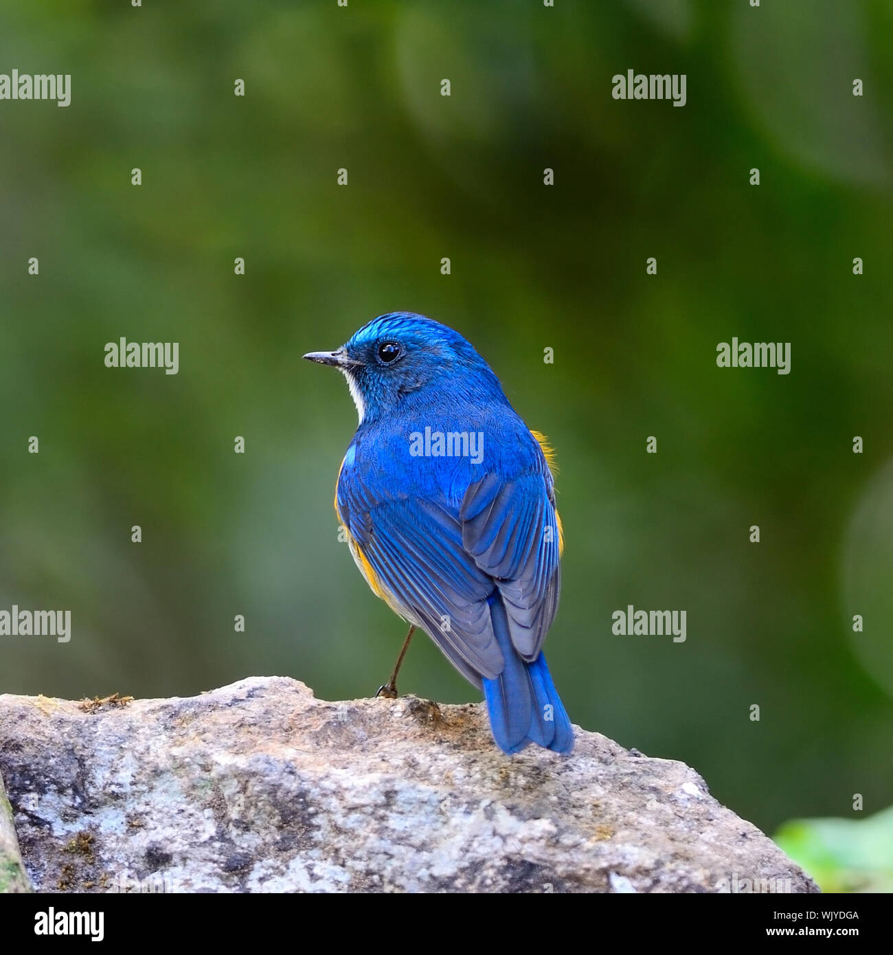 Colorful blue bird, male Himalayan Bluetail (Tarsiger rufilatus), back ...
