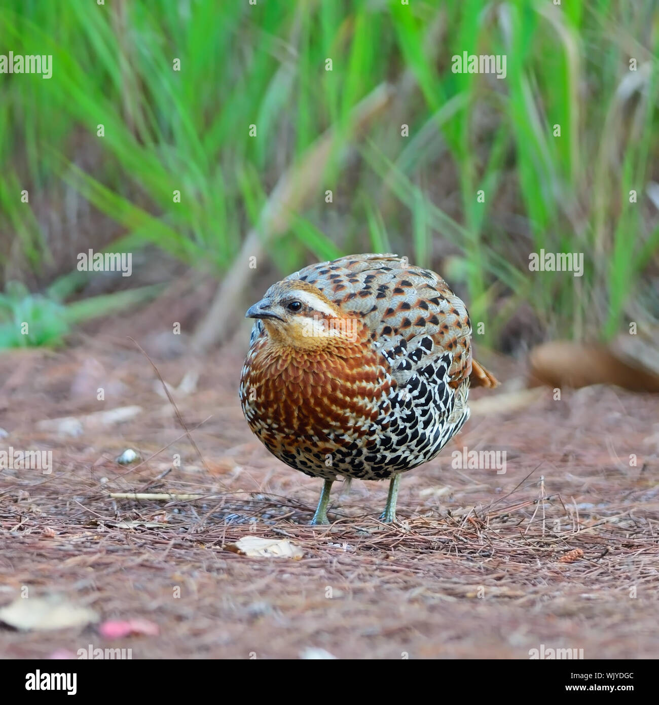 Colorful bird, male of Mountain Bamboo Partridge (Bambusicola fytchii ...