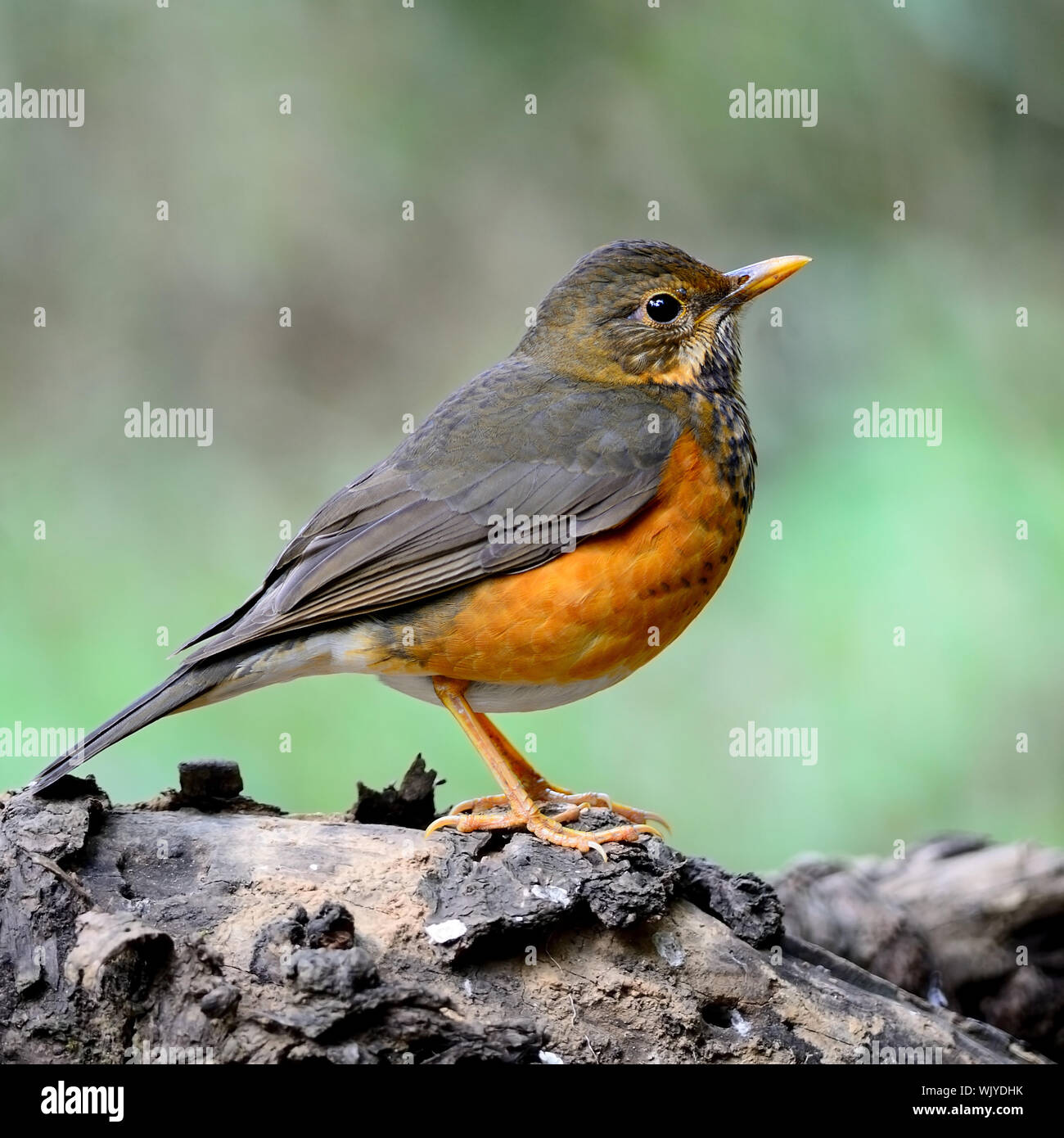 Colorful bird, female Black-breast Thrush (Turdus dissimillis ...