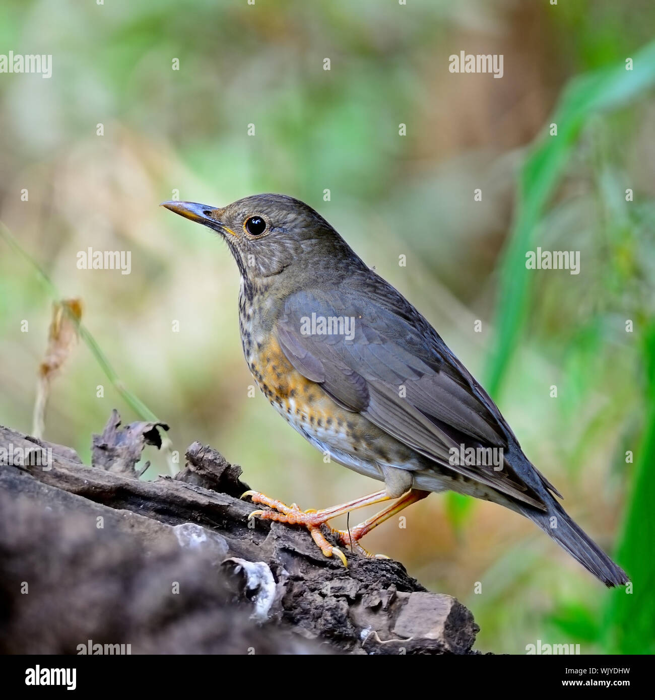 Beautiful bird, female Japanese Thrush (Turdus cardis), standing on the ...