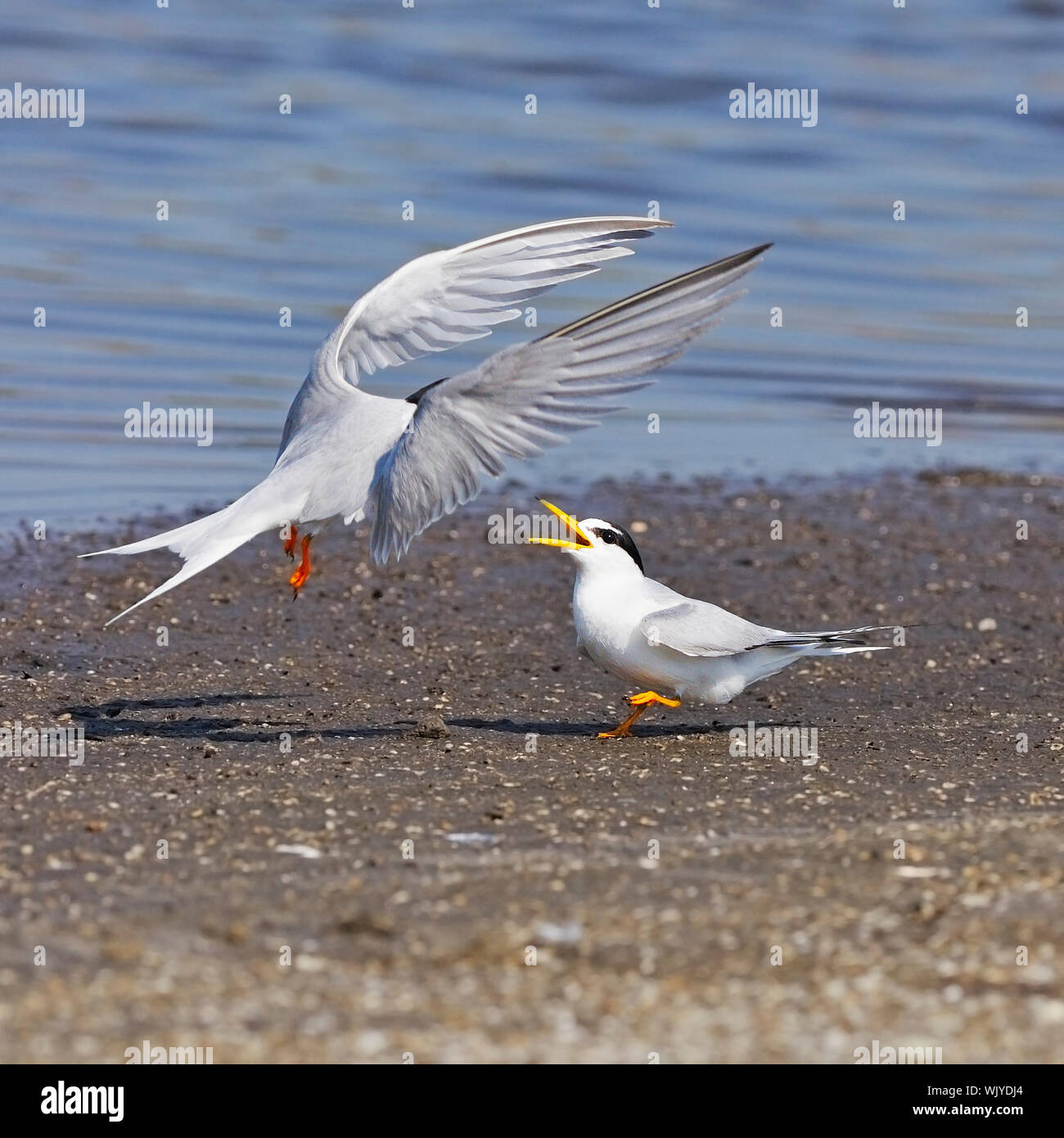 Little Tern (Sternula albifrons) feeding fish each others in the ...