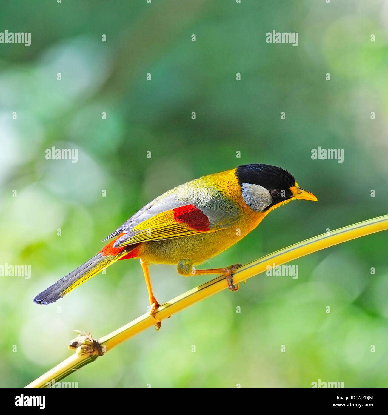 Golden Bird, Silver-eared Mesia (male), on a bamboo branch Stock Photo ...