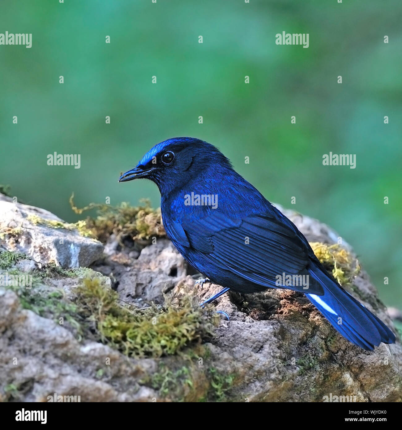 Colorful blue bird, male White-tailed Robin, standing on the rock, side ...