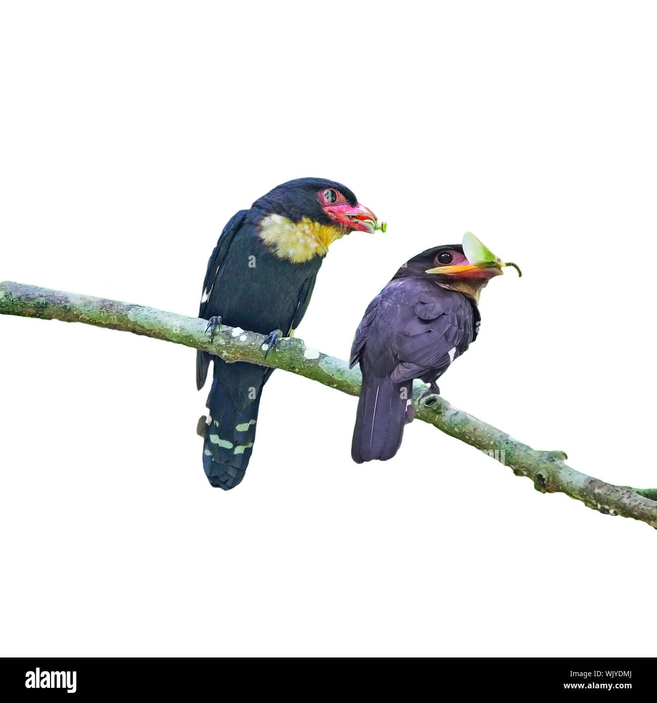 Dusky Broadbill (Corydon sumatranus) with preys for its chicks ...