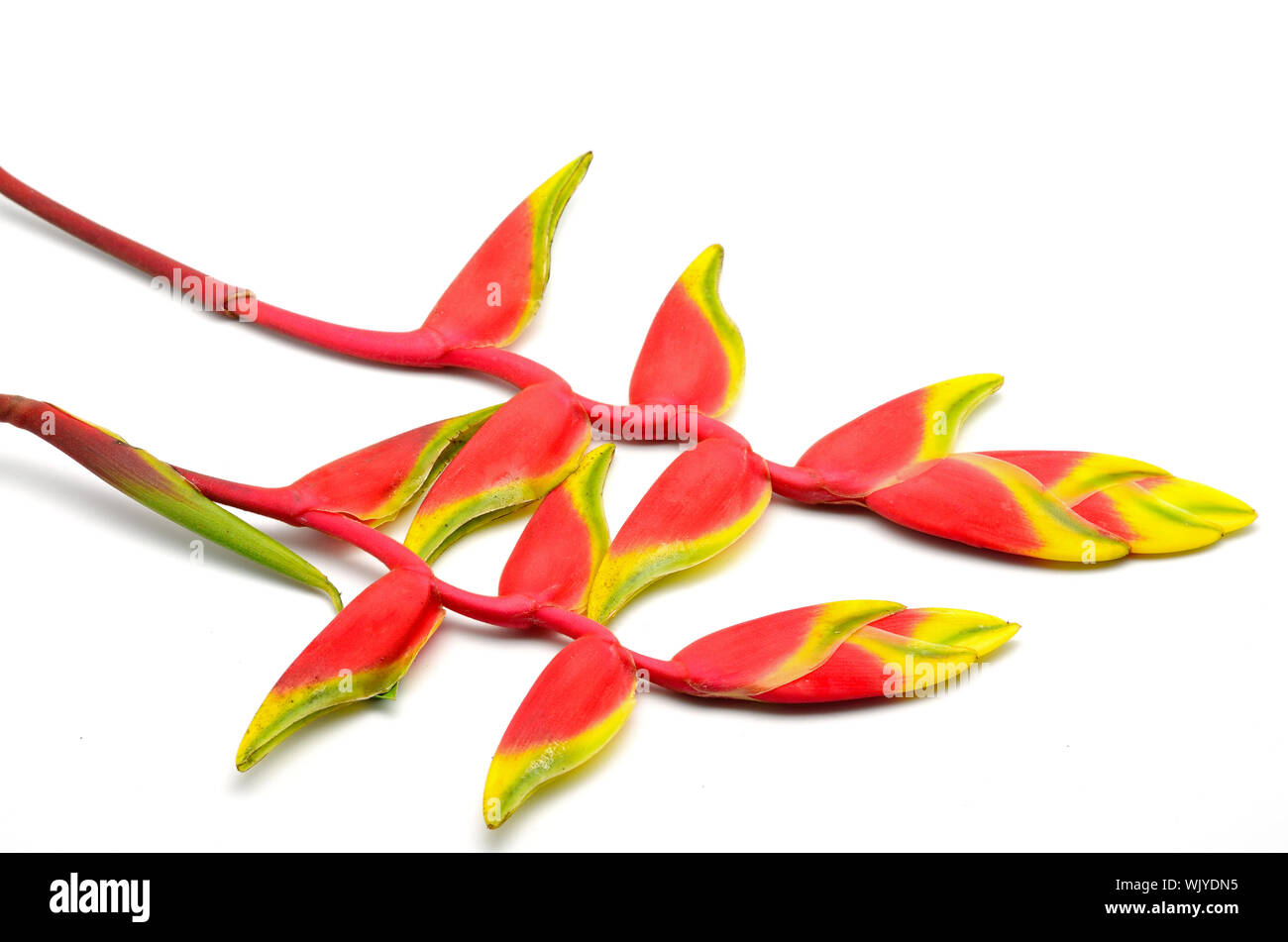 Tropical heliconia bird paradise Cut Out Stock Images & Pictures - Alamy