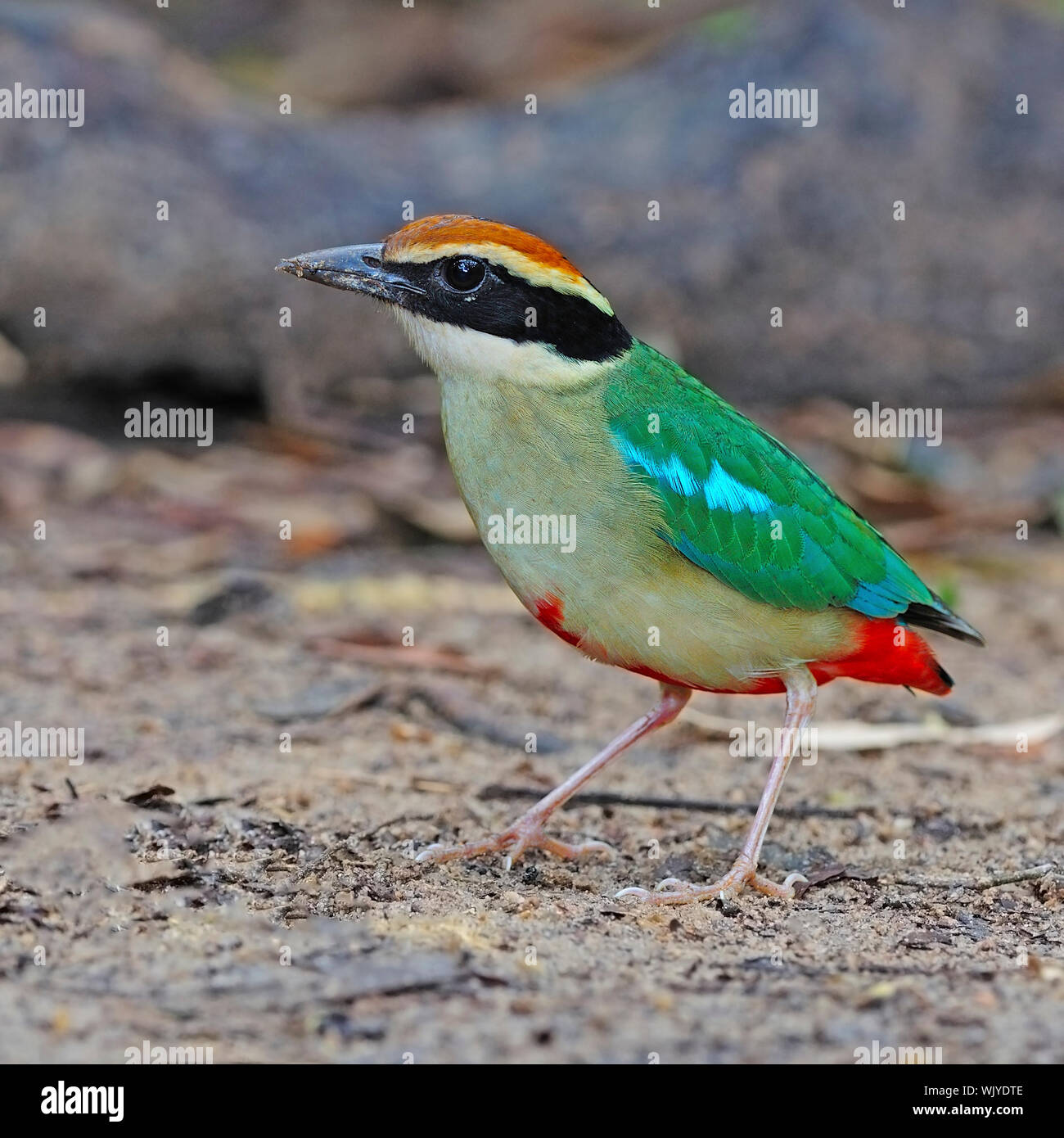 A wonderful Pitta, Fairy Pitta (Pitta nympha) taken in Thailand Stock ...