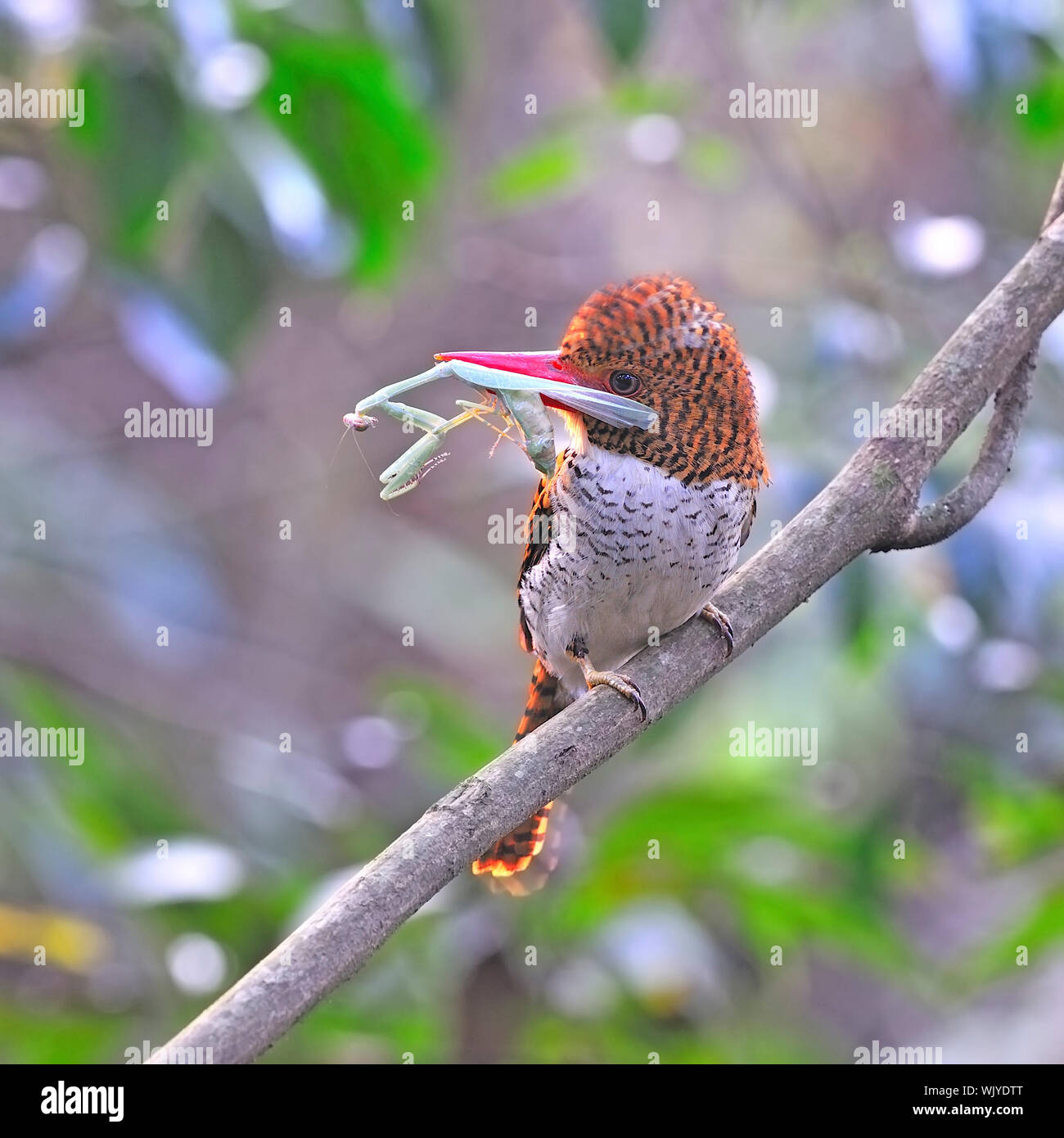 Colorful Kingfisher, female Banded Kingfisher (Lacedo pulchella) with ...