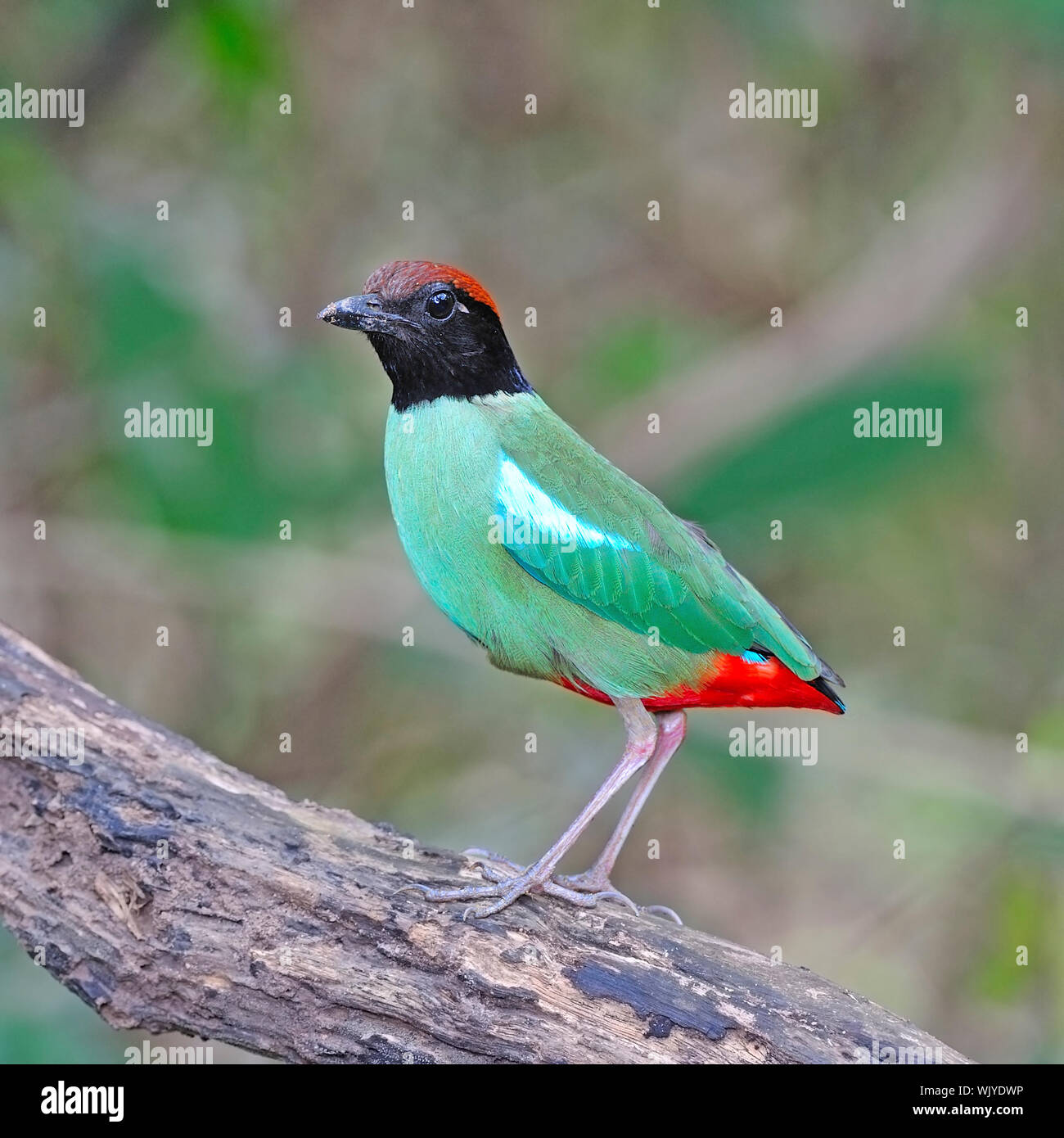 Colorful Pitta, Hooded Pitta (Pitta sordida) with nice standing on the ...