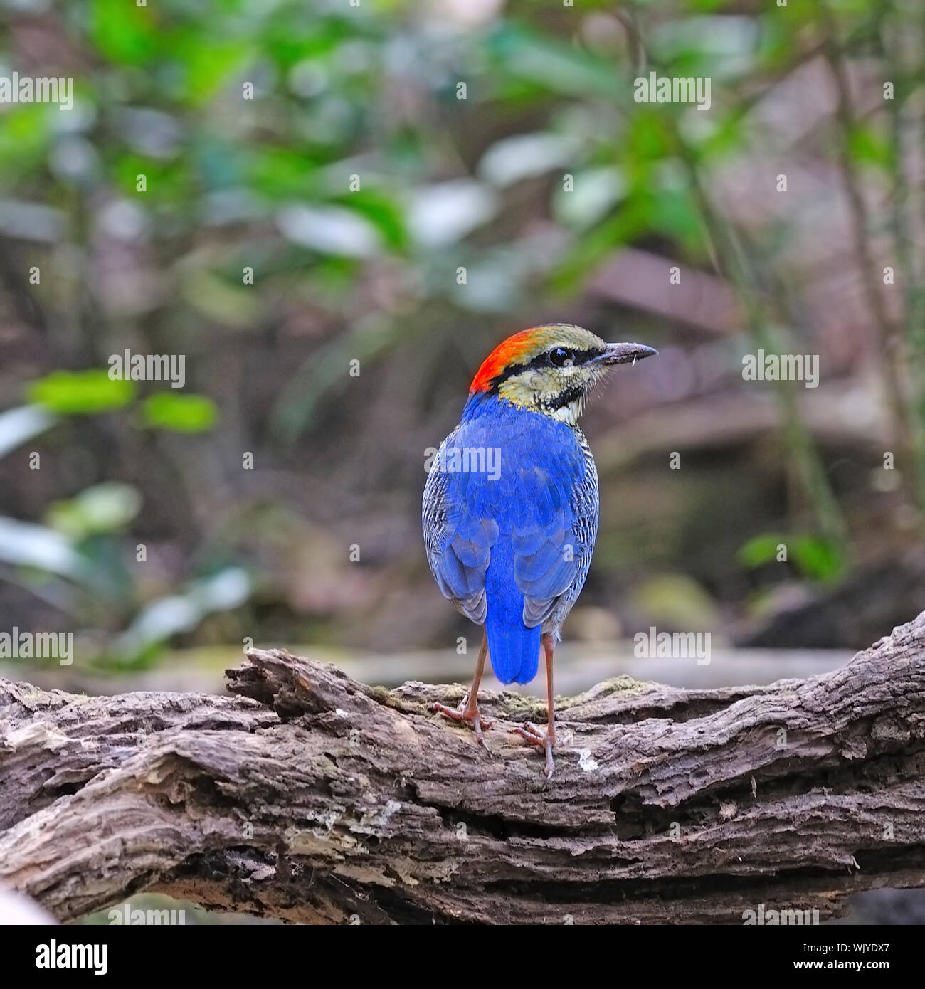 Best pitta hi-res stock photography and images - Alamy