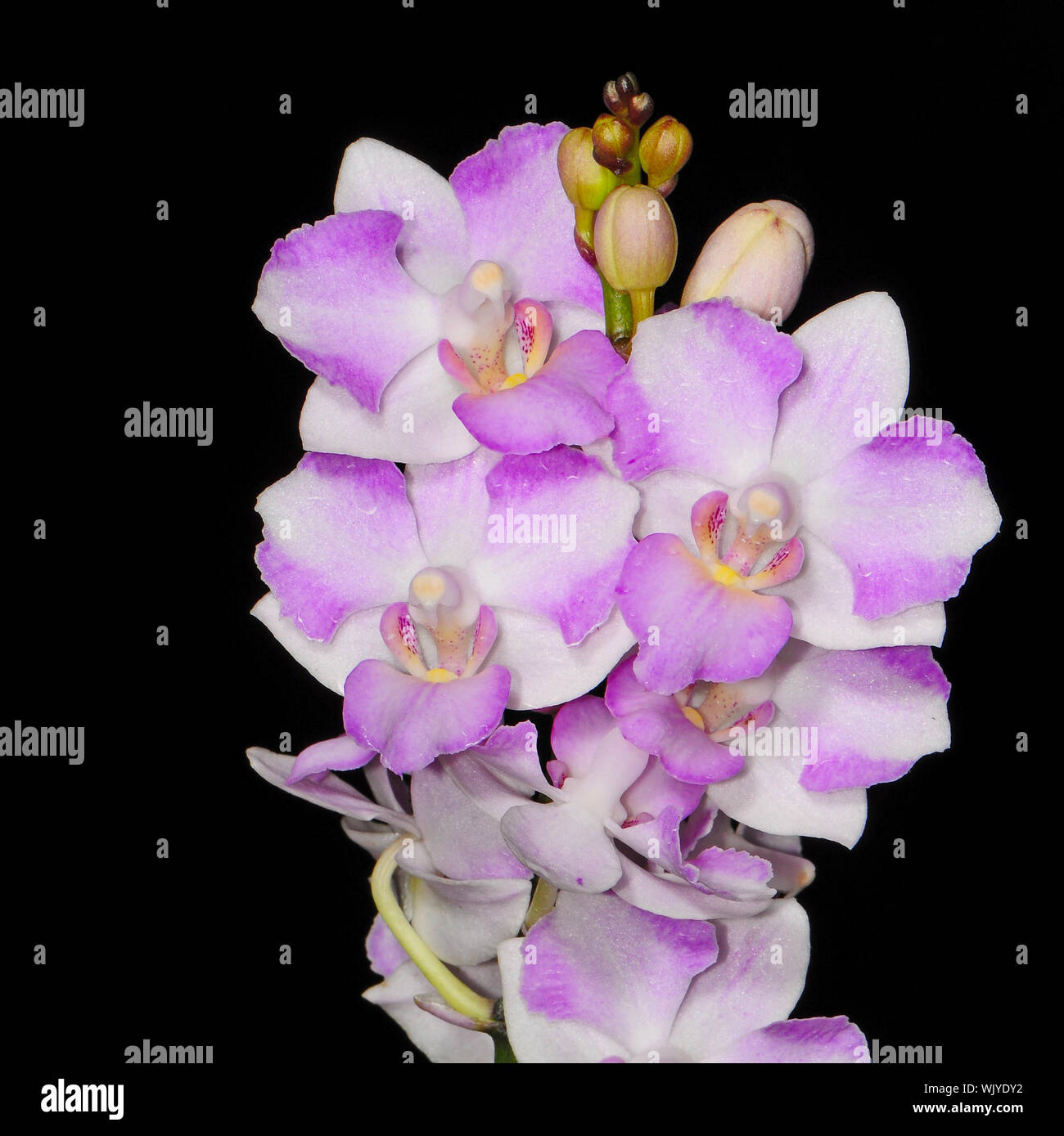 Peloric or peloria or pelorica hi-res stock photography and images - Alamy