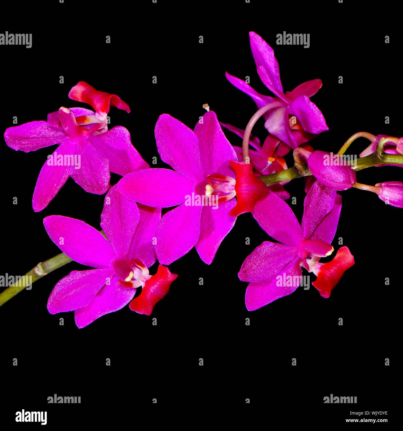 Beautiful deep pink orchid hi-res stock photography and images - Alamy