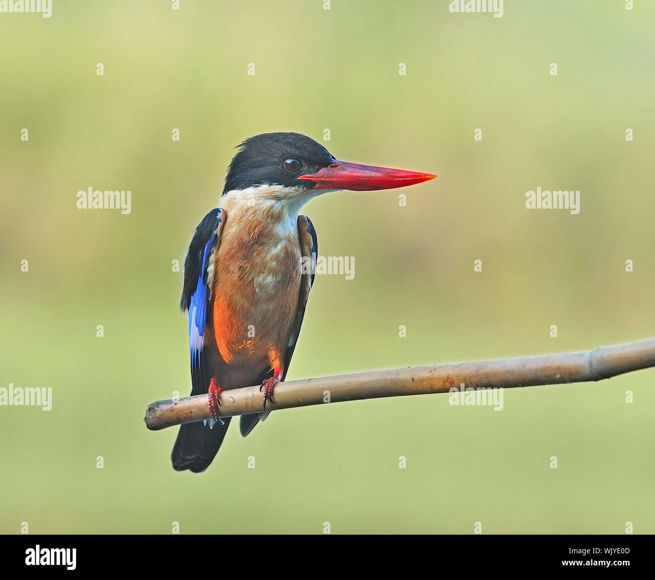 Colorful bird, Black-capped Kingfisher (Halcyon pileata Stock Photo - Alamy