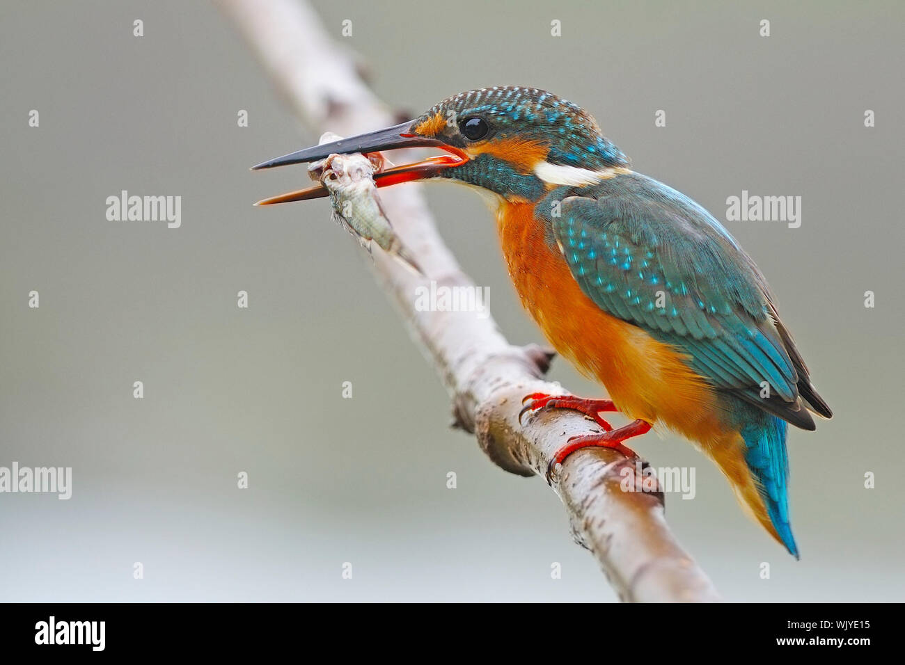 Catching fish, beautiful female Common Kingfisher (Alcedo athis) on a ...