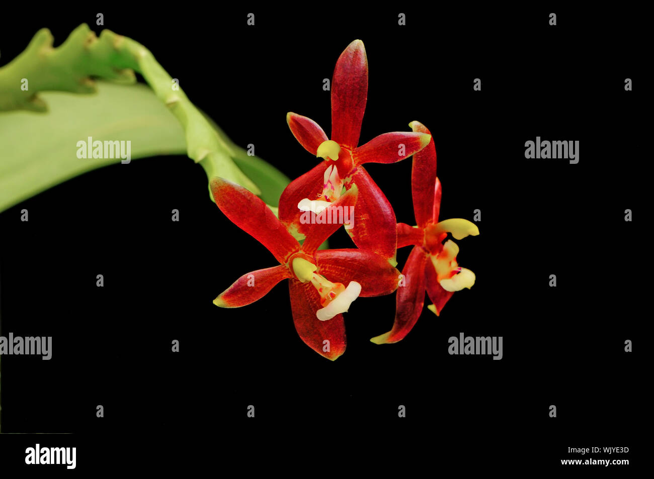 Red Phalaenopsis, Phalaenopsis cornu-cevi Stock Photo - Alamy