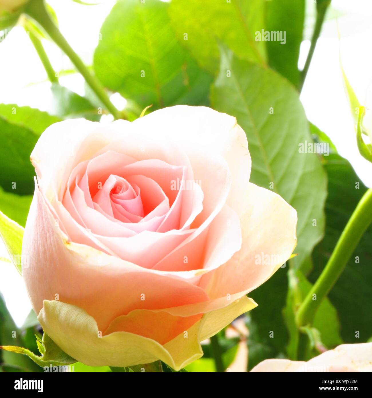 rose flower showing amor love or anniversary concept Stock Photo - Alamy