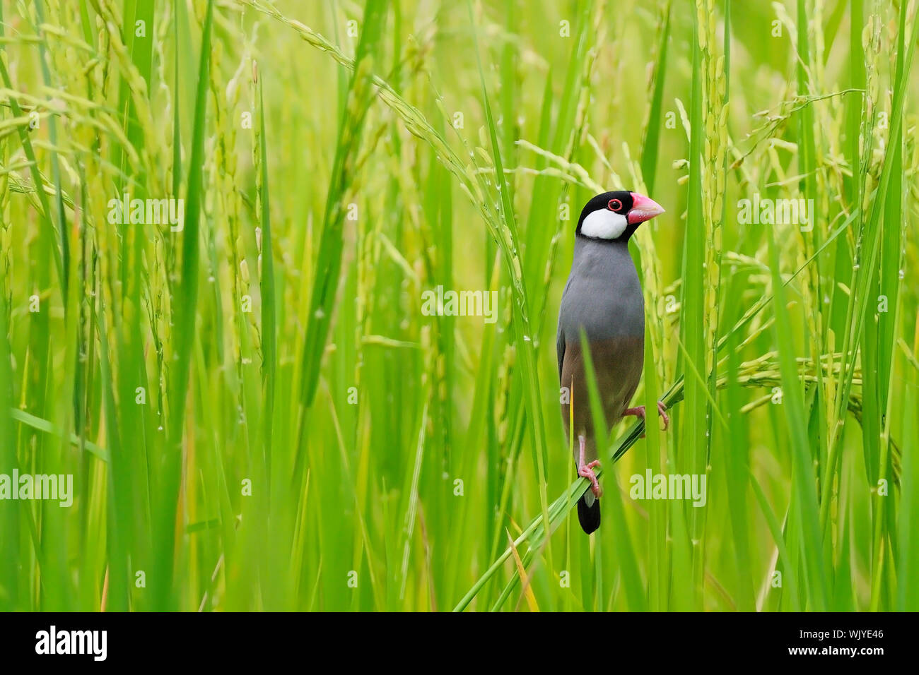 Java Sparrow (Lonchura oryzivora) in rice field Stock Photo - Alamy