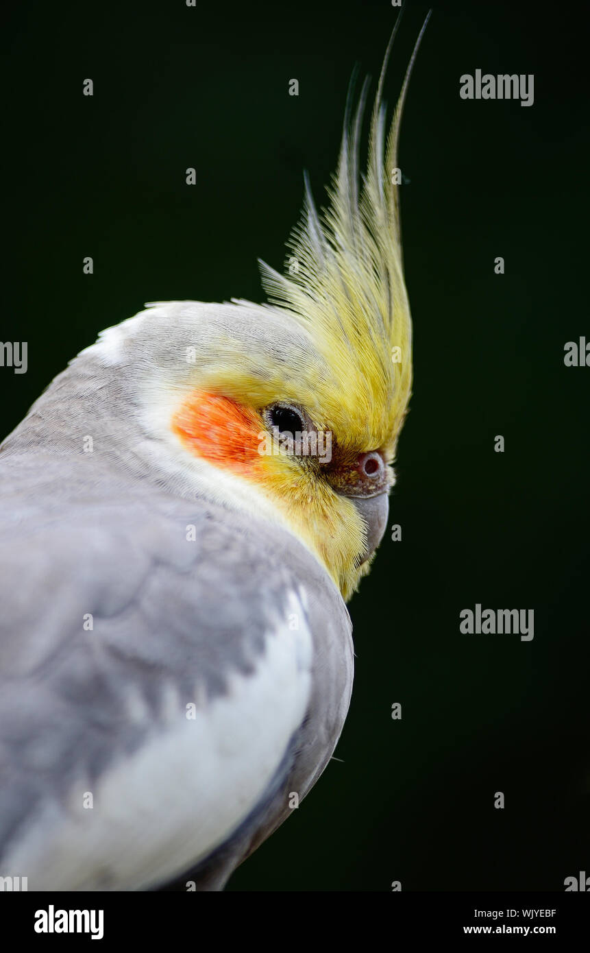 Cockatiel foot hi-res stock photography and images - Alamy