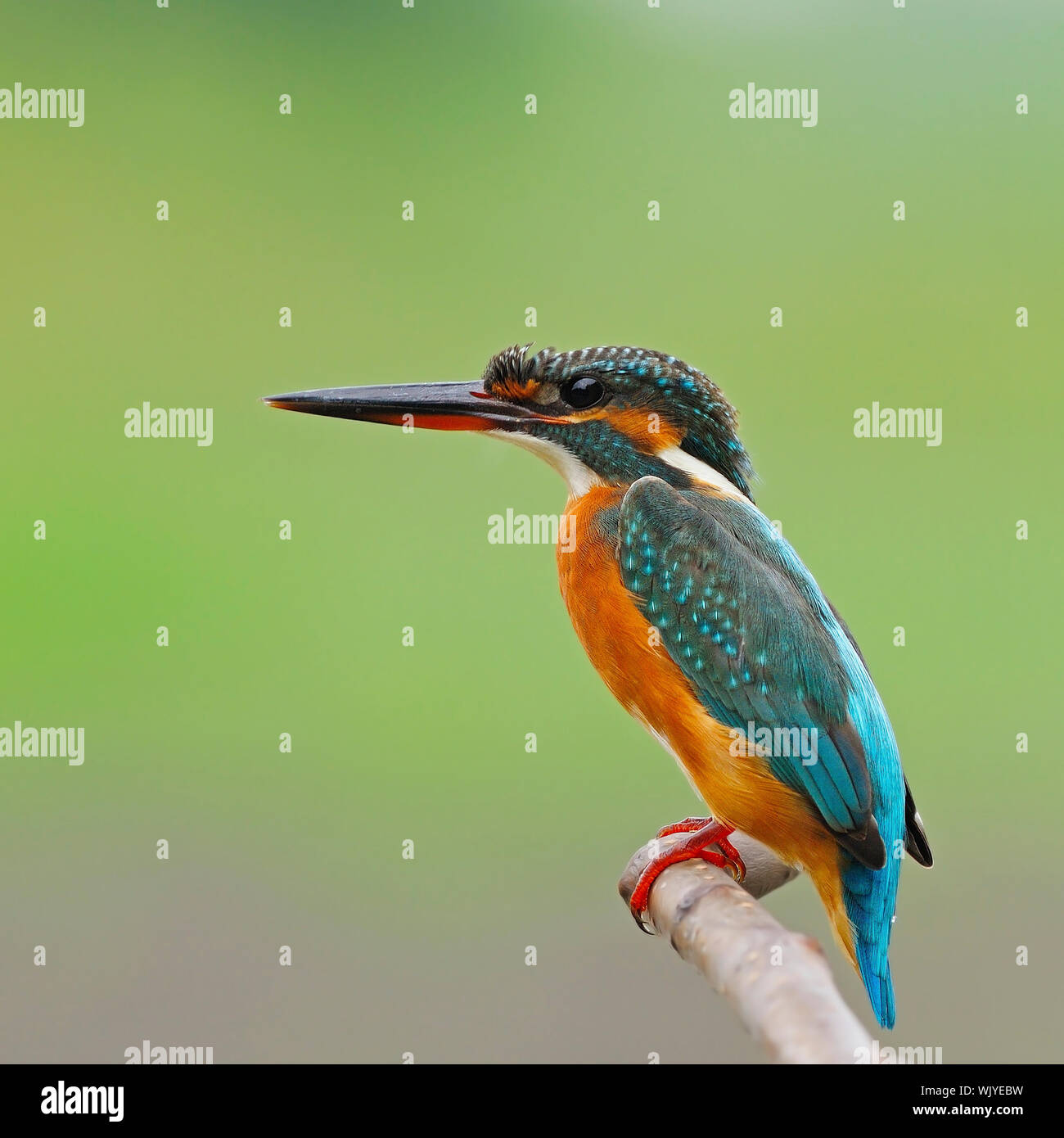 A beautiful Kingfisher bird, female Common Kingfisher (Alcedo athis ...