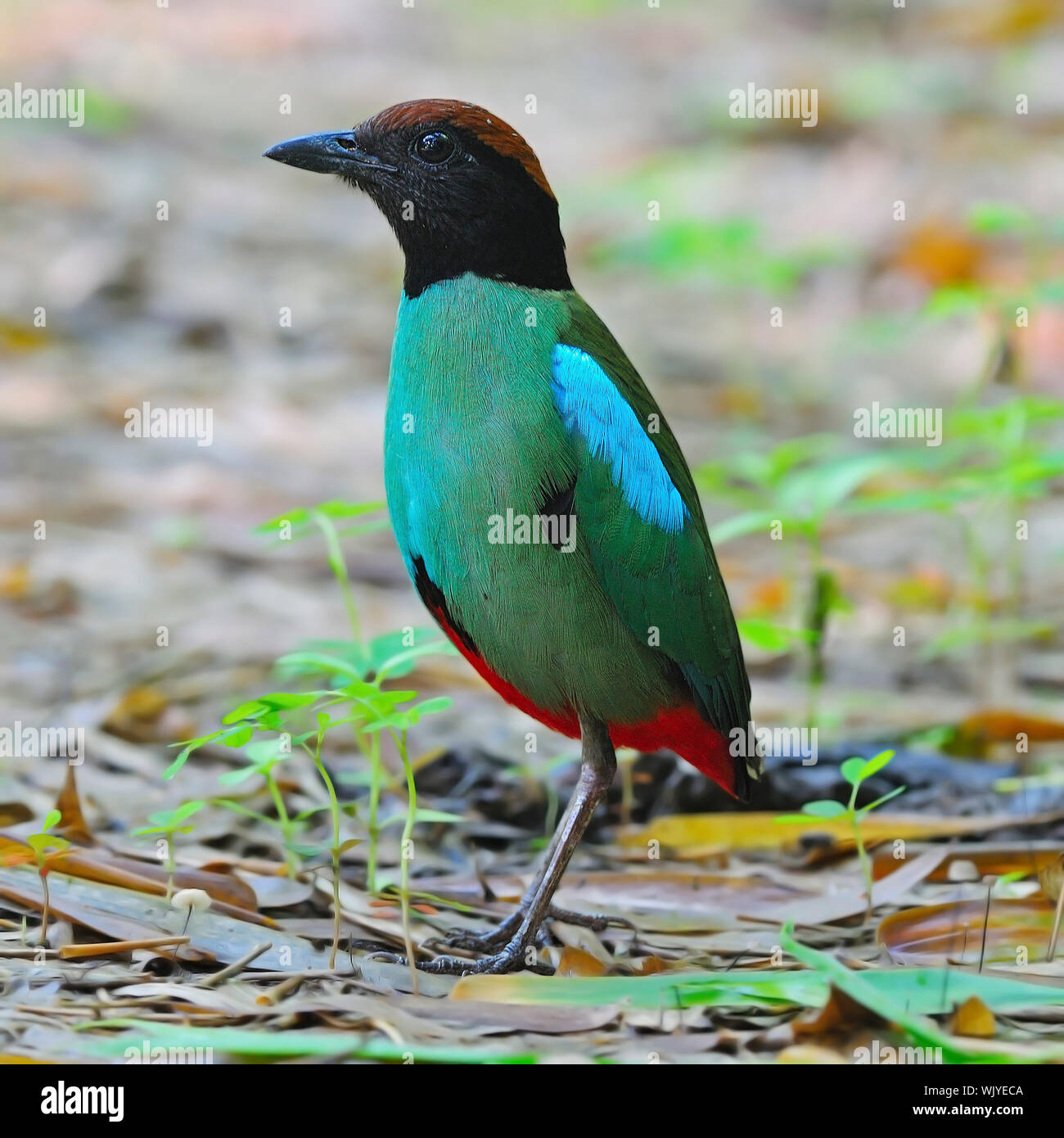 Colorful Pitta, Hooded Pitta (Pitta sordida), standing on the ground ...