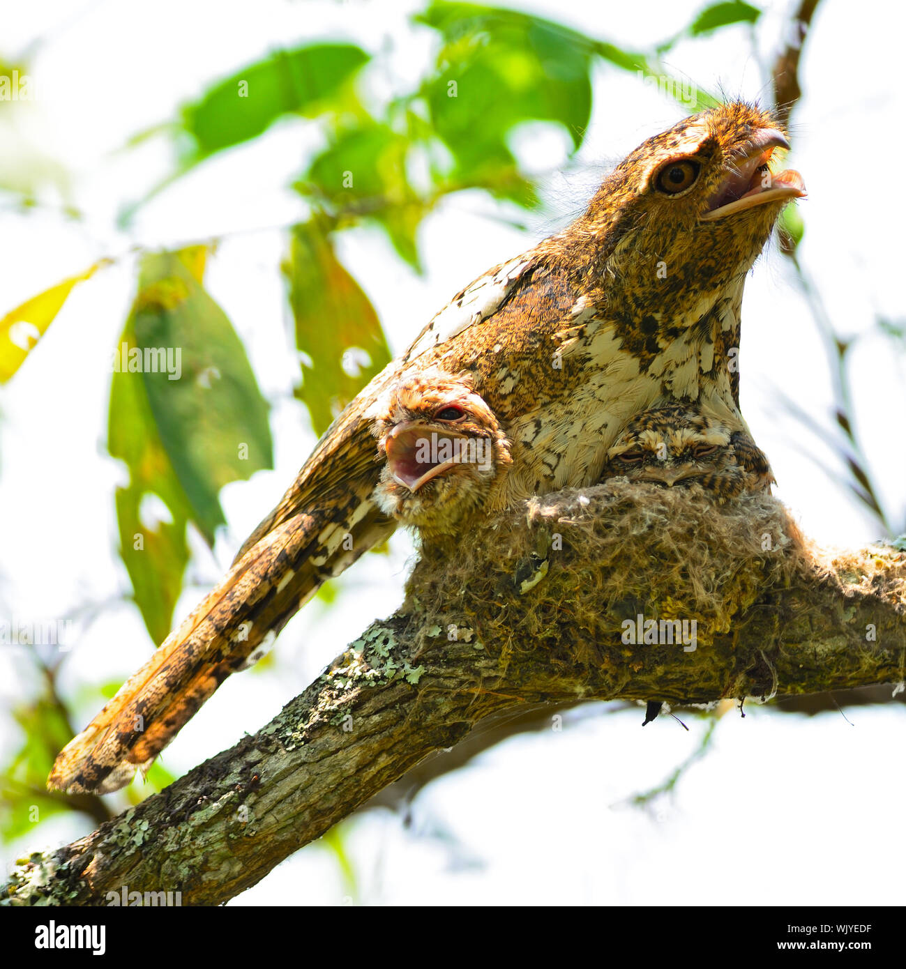 Colorful Frogmouth bird, Hodgson Frogmouth bird, the bird that you must ...