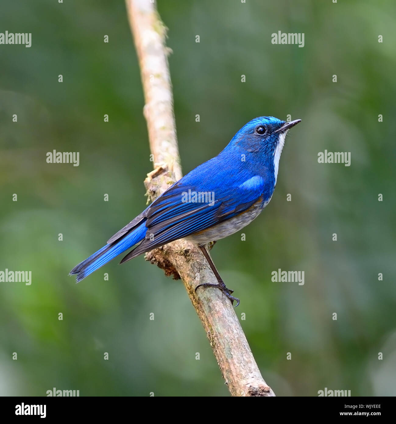 Blue bird, male Himalayan Bluetail (Tarsiger rufilatus) on a branch ...