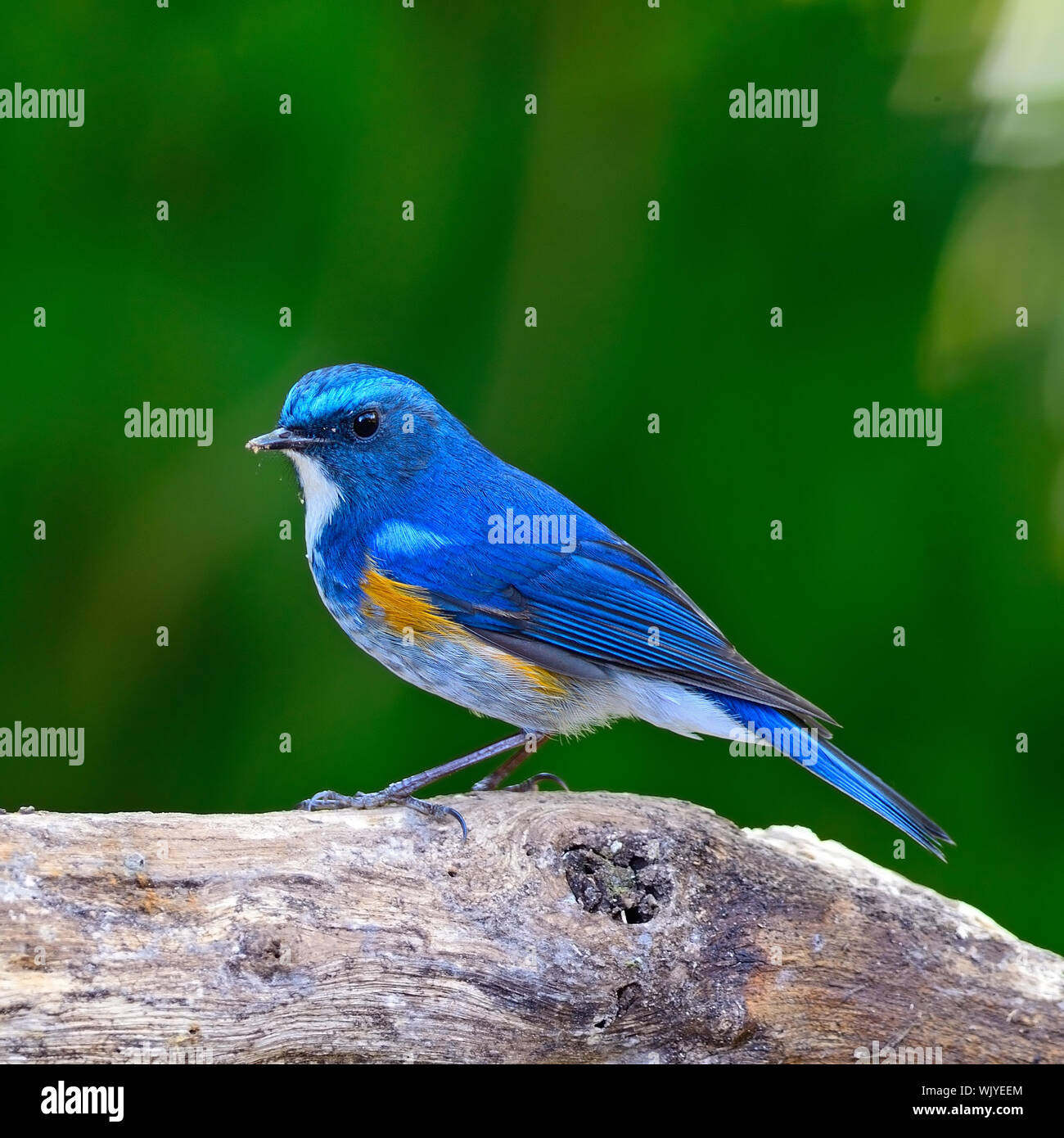 Colorful blue bird, male Himalayan Bluetail (Tarsiger rufilatus), back ...