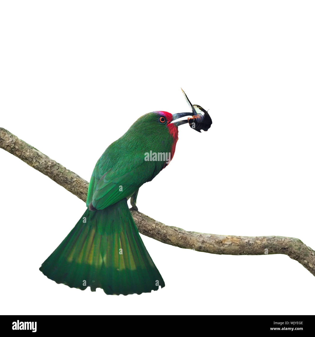 Amictus Cut Out Stock Images & Pictures - Alamy