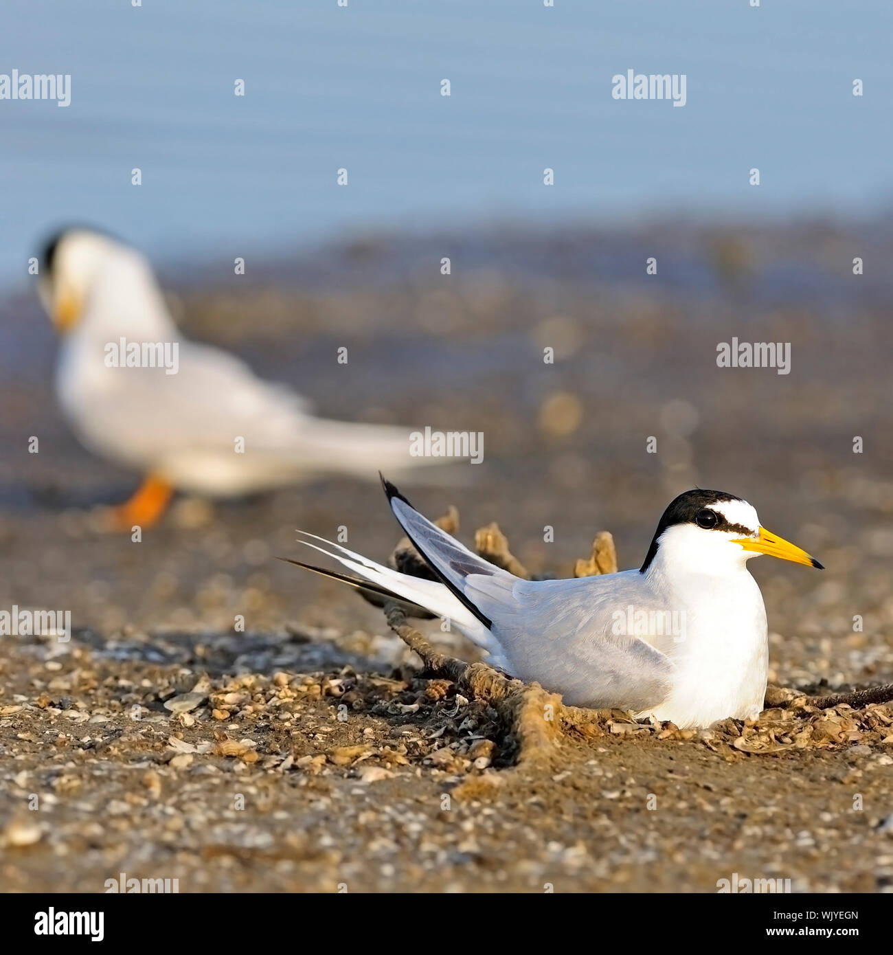 Seashore bird, Little Tern (Sternula albifrons) hatching eggs on the ...