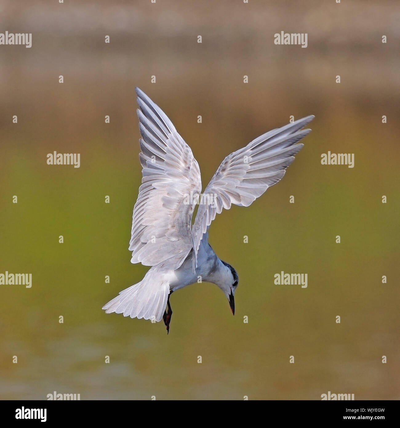 Seashore flying bird, Little Tern (Sternula albifrons), side profile ...
