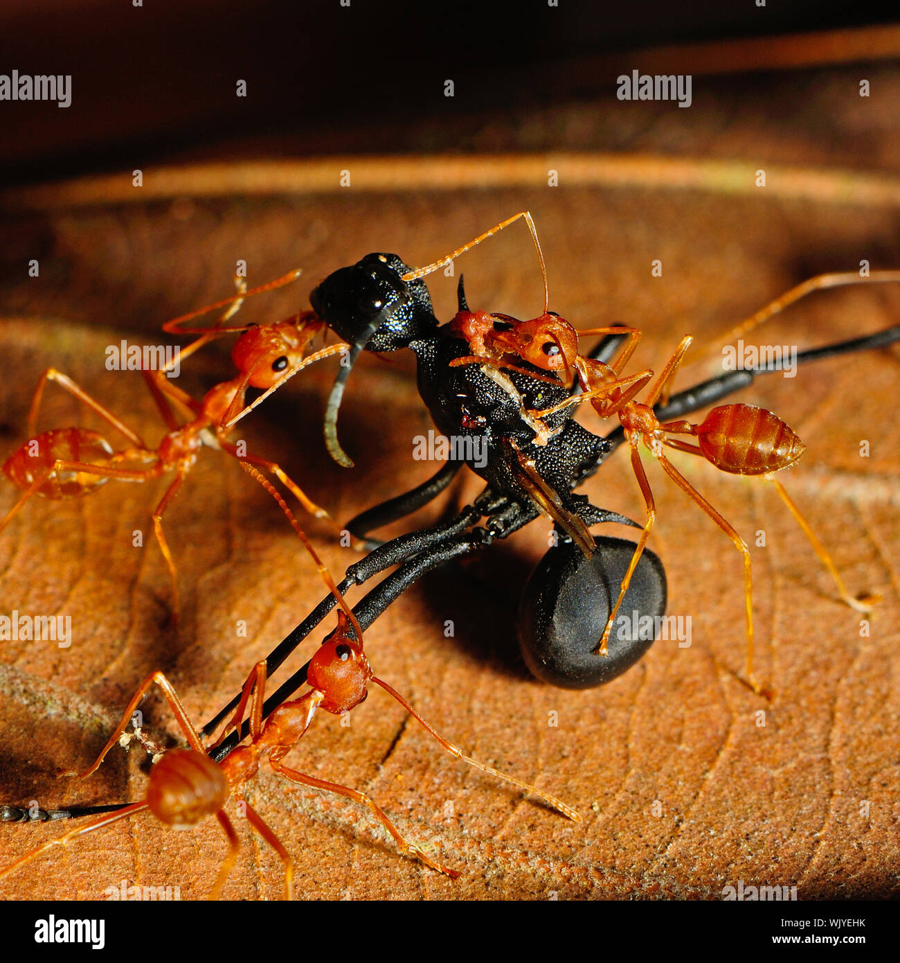 Red ant eating black ant Stock Photo - Alamy