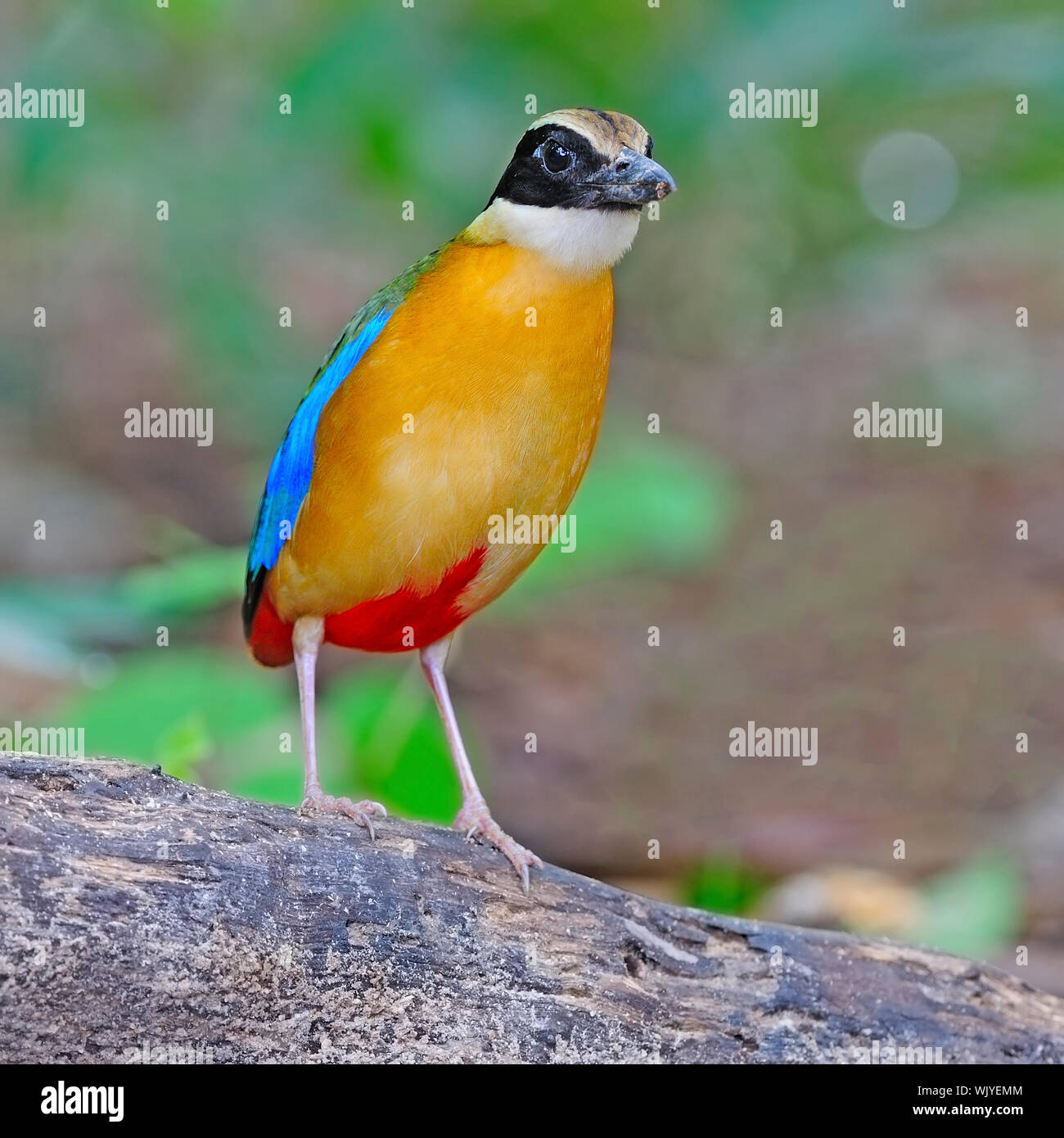 Colorful Pitta, Blue-winged Pitta (Pitta moluccensis) standing on the ...