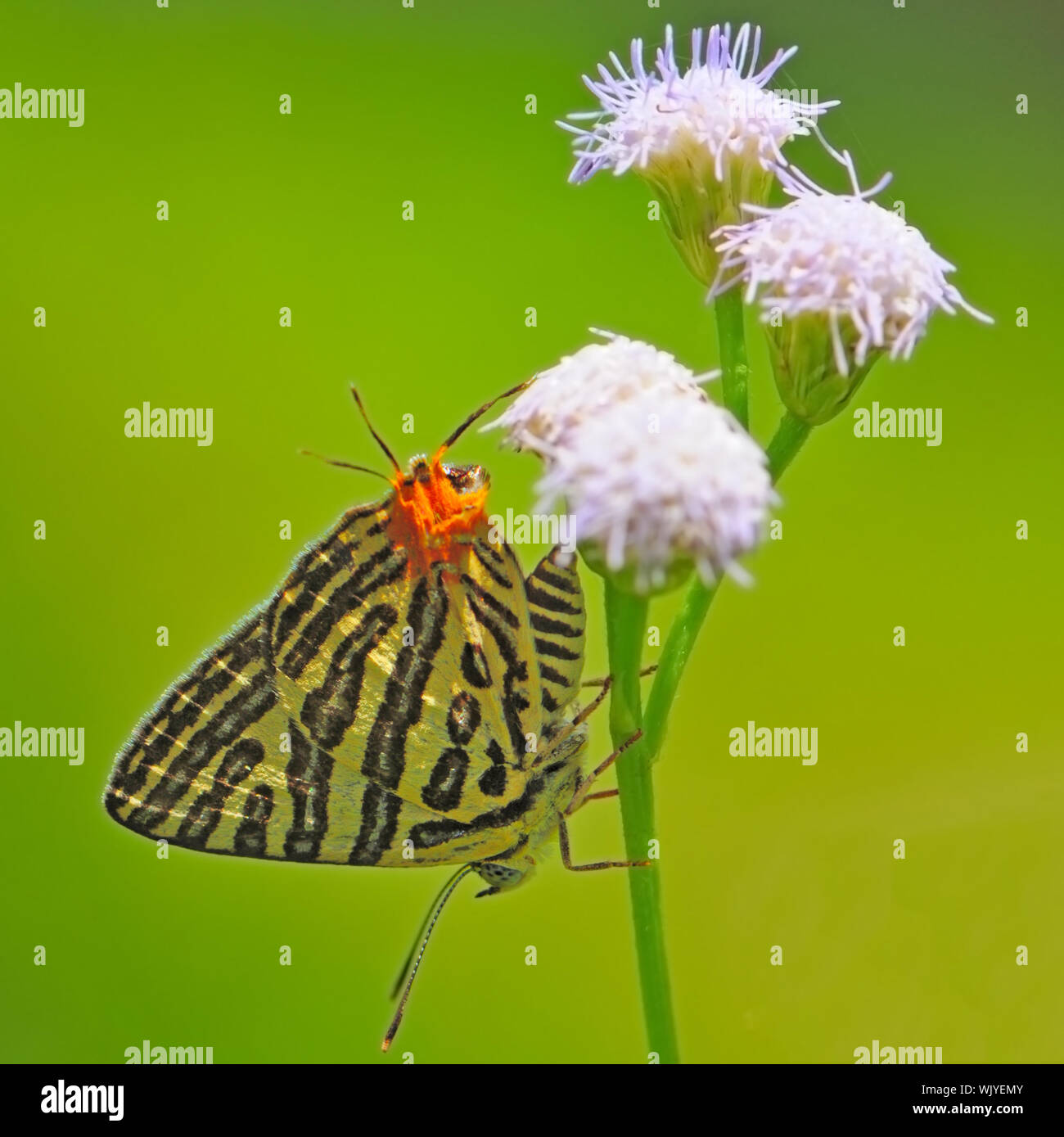 Cigaritis syama hi-res stock photography and images - Alamy