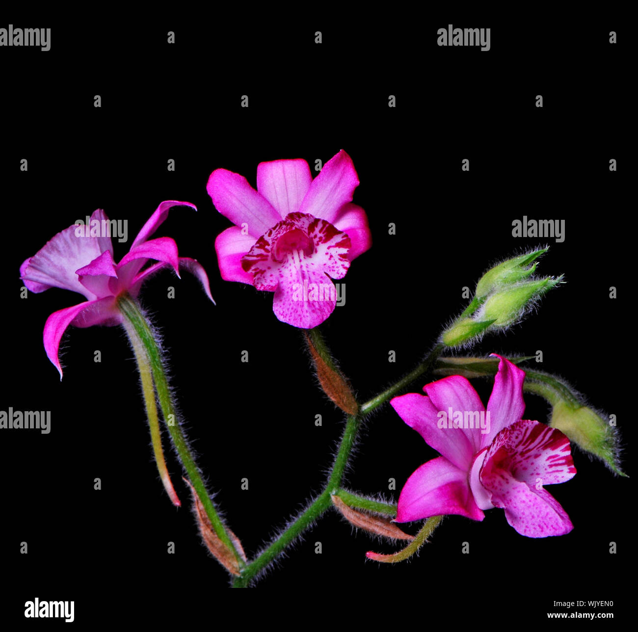 Calanthe orchid flower exotic hi-res stock photography and images - Alamy