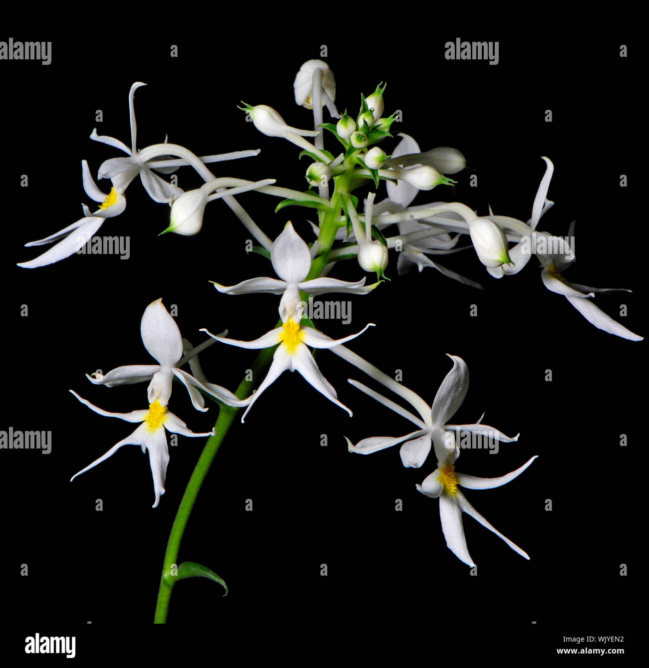 Calanthe orchid flower exotic hi-res stock photography and images - Alamy