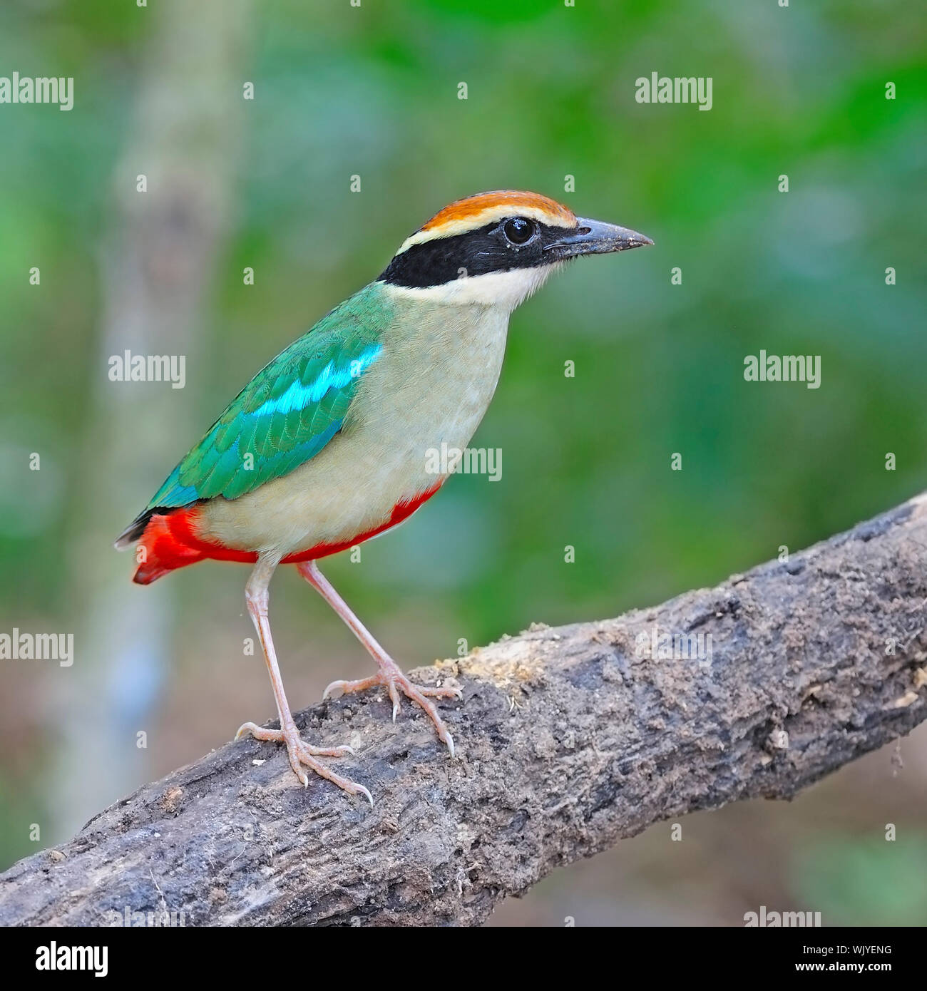 Colorful Pitta, Fairy Pitta (Pitta nympha) on the log, taken in ...