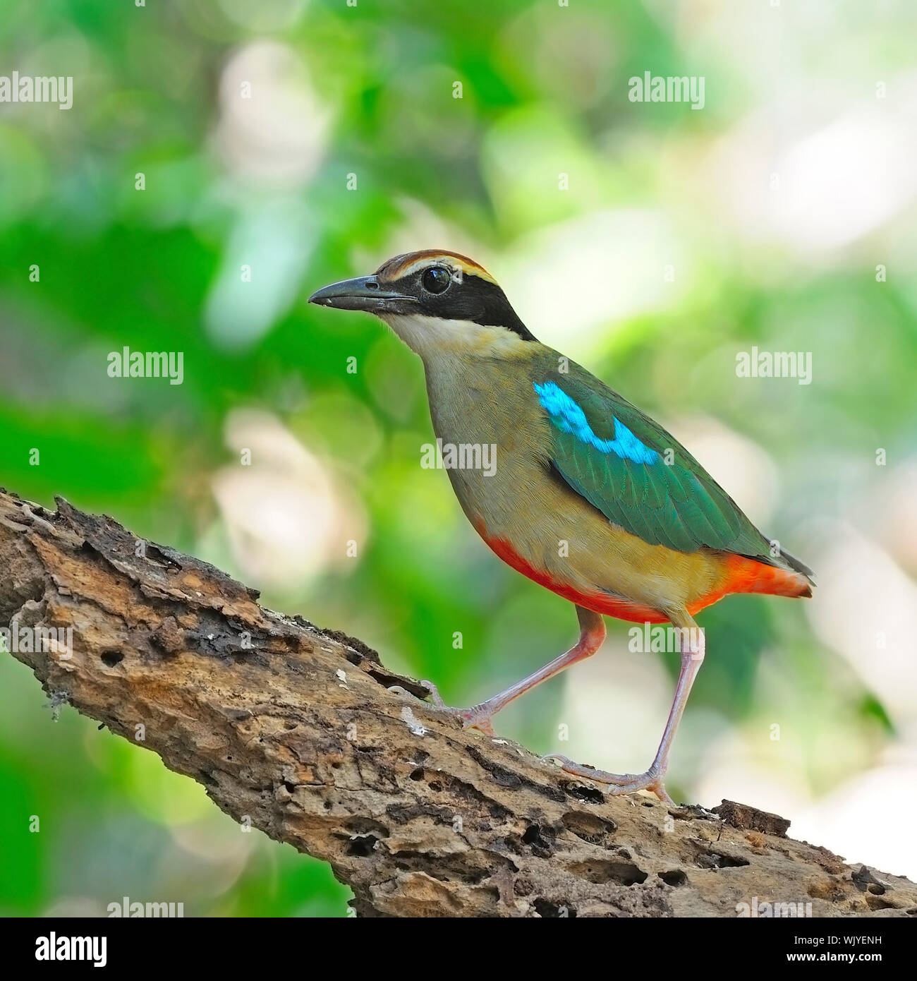 Colorful Pitta, Fairy Pitta (Pitta nympha), with nice standing on the ...