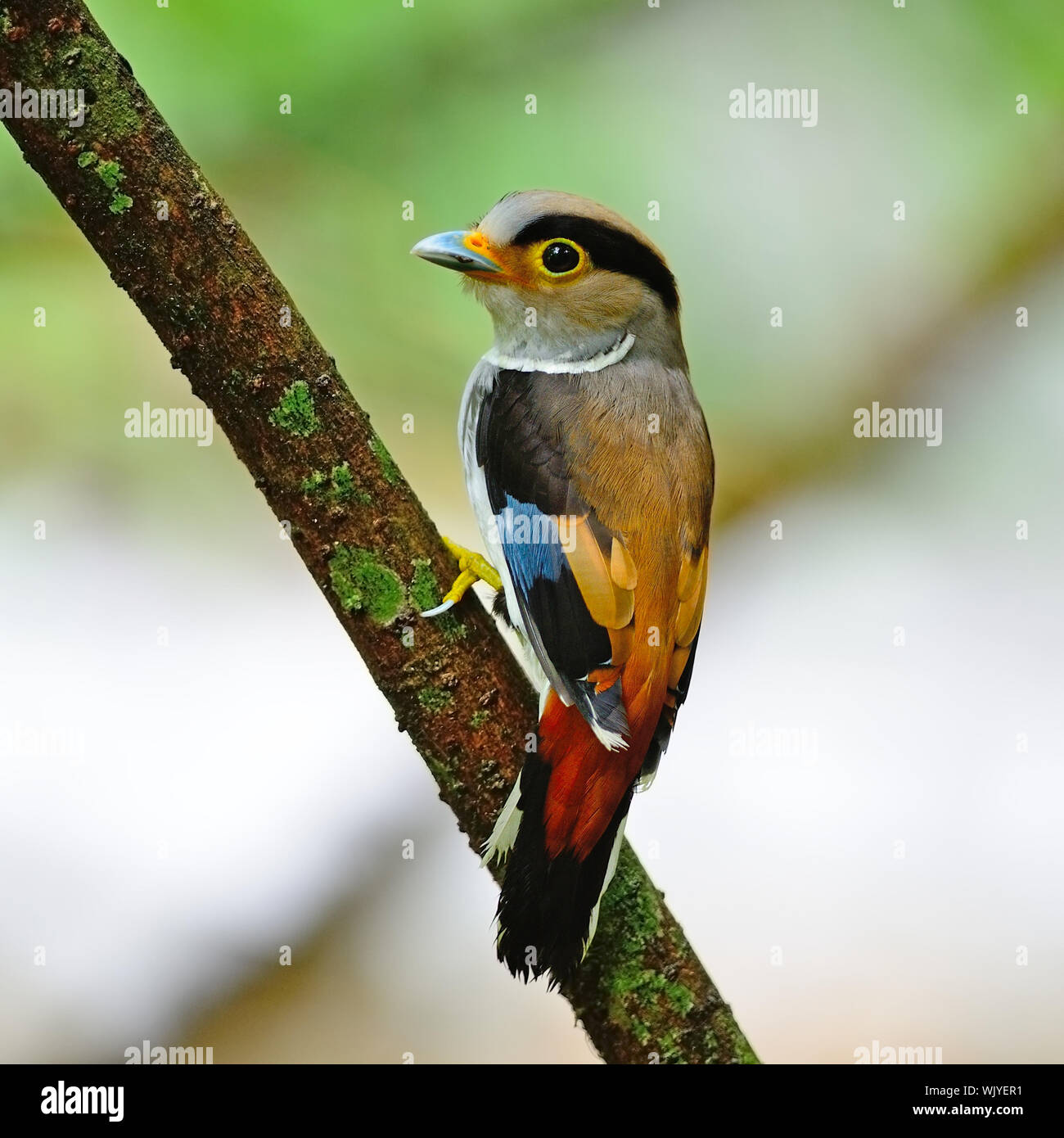 Silver breasted broadbill hi-res stock photography and images - Alamy