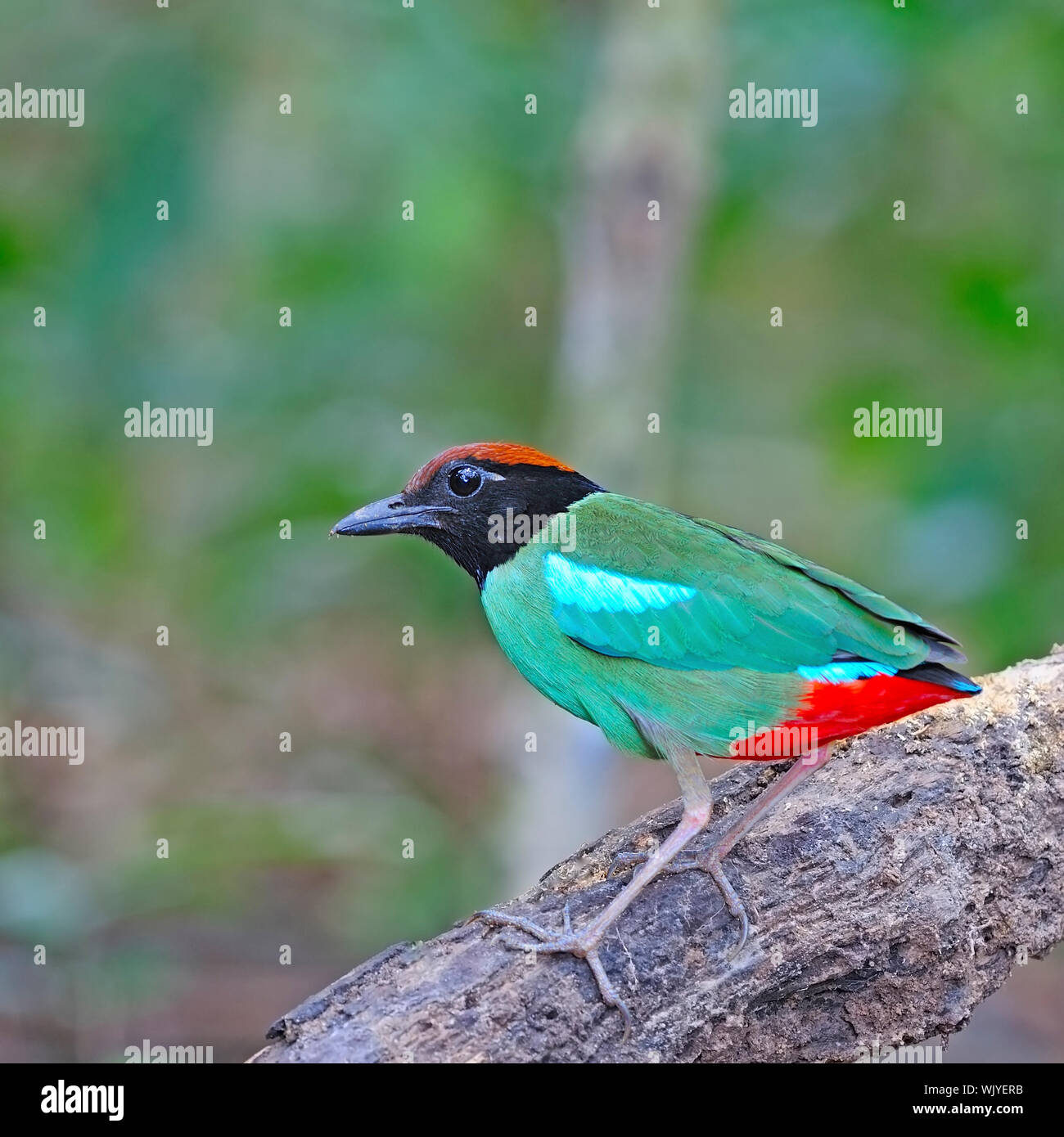 Beautiful Pitta, Hooded Pitta (Pitta sordida) with nice standing on the ...