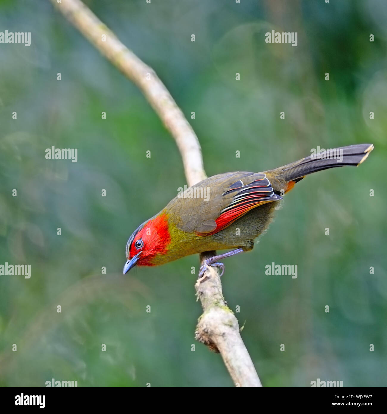 Beautiful bird, Scarlet-faced Liocichla (Liocichla ripponi) on a branch ...
