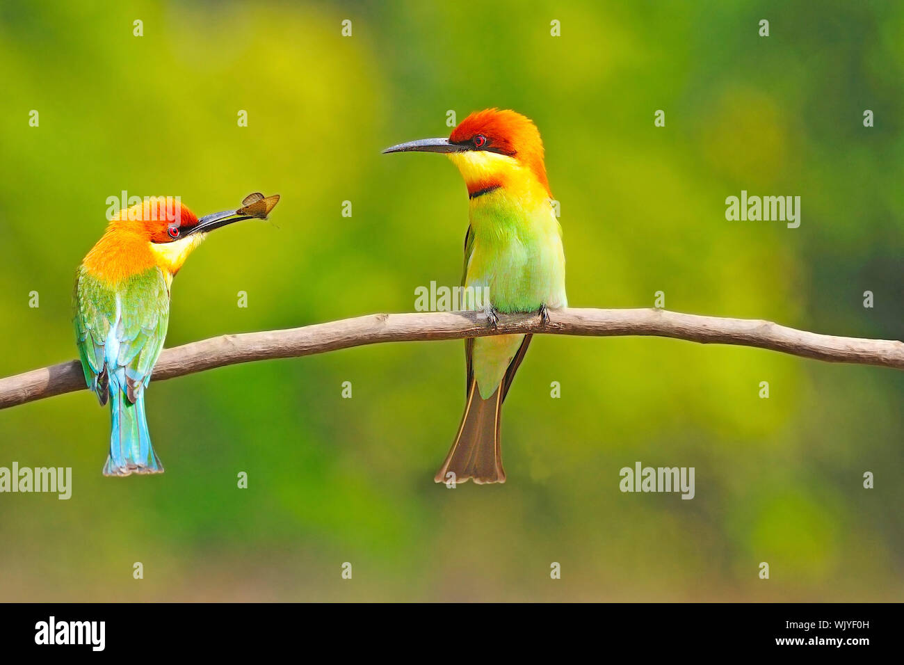 For you, Chestnut-headed Bee eater (Merops leschenaulti) on a branch ...