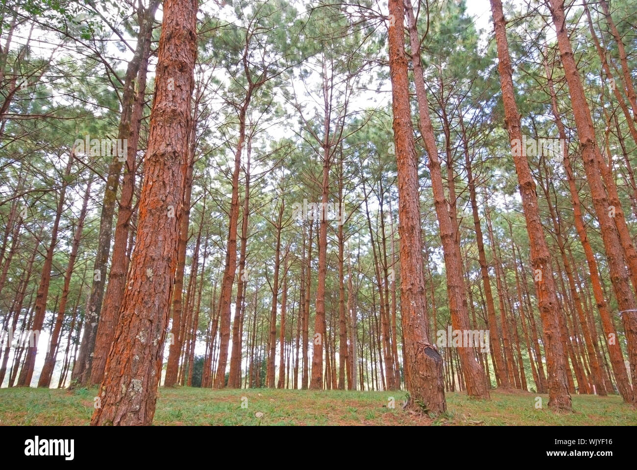 Pinus tree landscape Stock Photo - Alamy