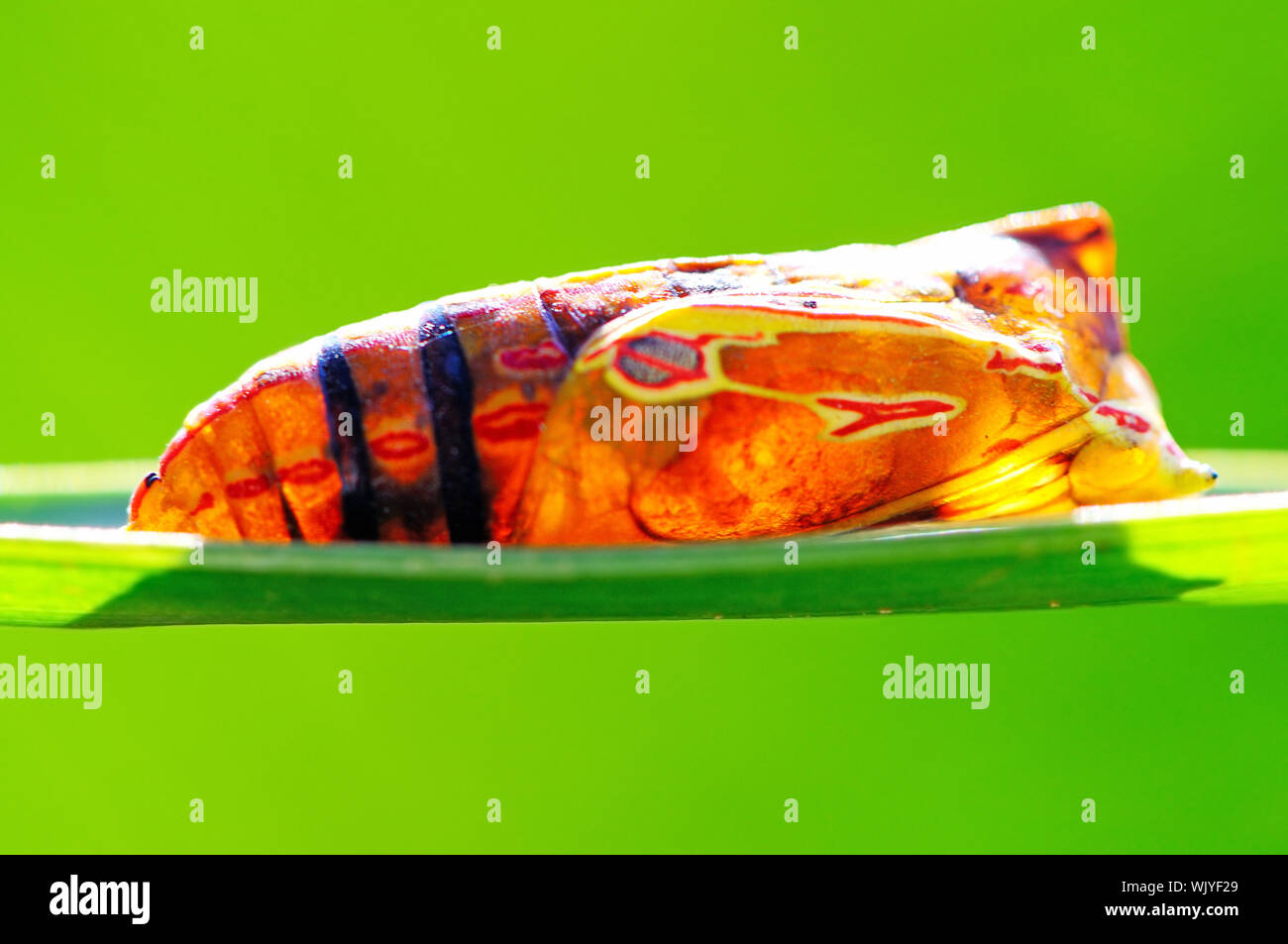 Pupa hanging on green leaf hi-res stock photography and images - Alamy