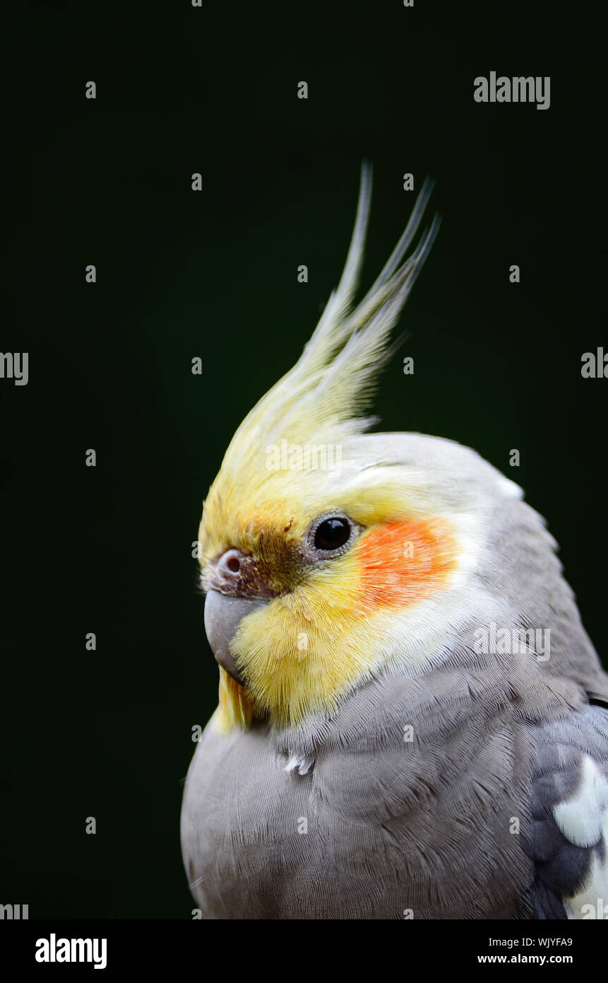 Beautiful Cockatiel (Nymphicus hollandicus), closeup head profile Stock ...