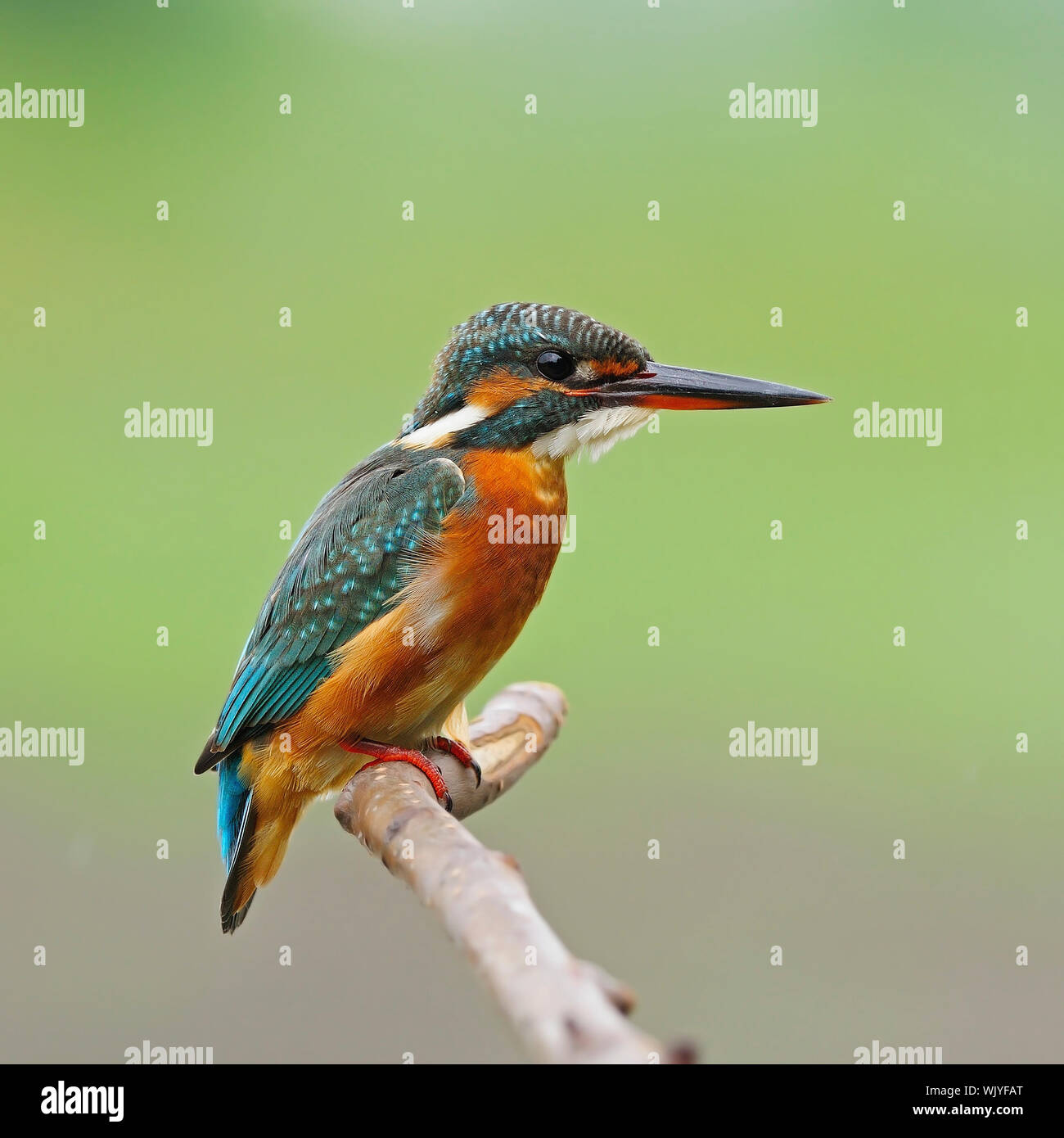 A beautiful Kingfisher bird, female Common Kingfisher (Alcedo athis ...