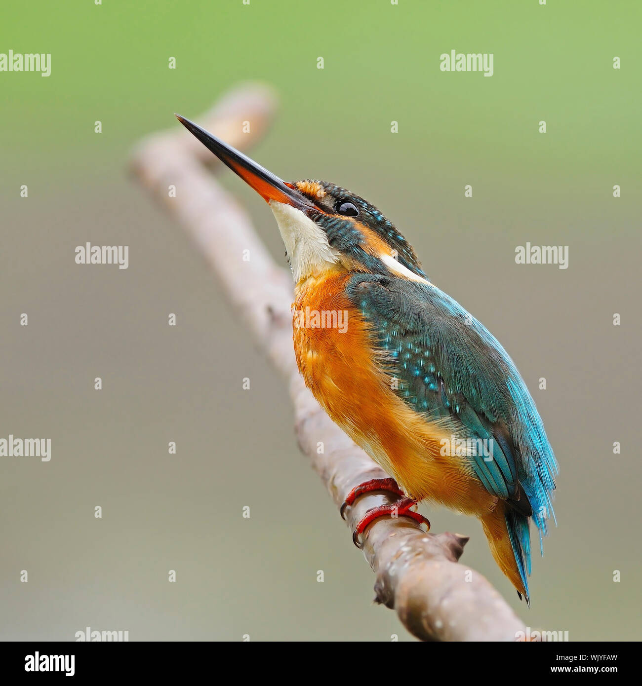 A beautiful Kingfisher bird, female Common Kingfisher (Alcedo athis ...
