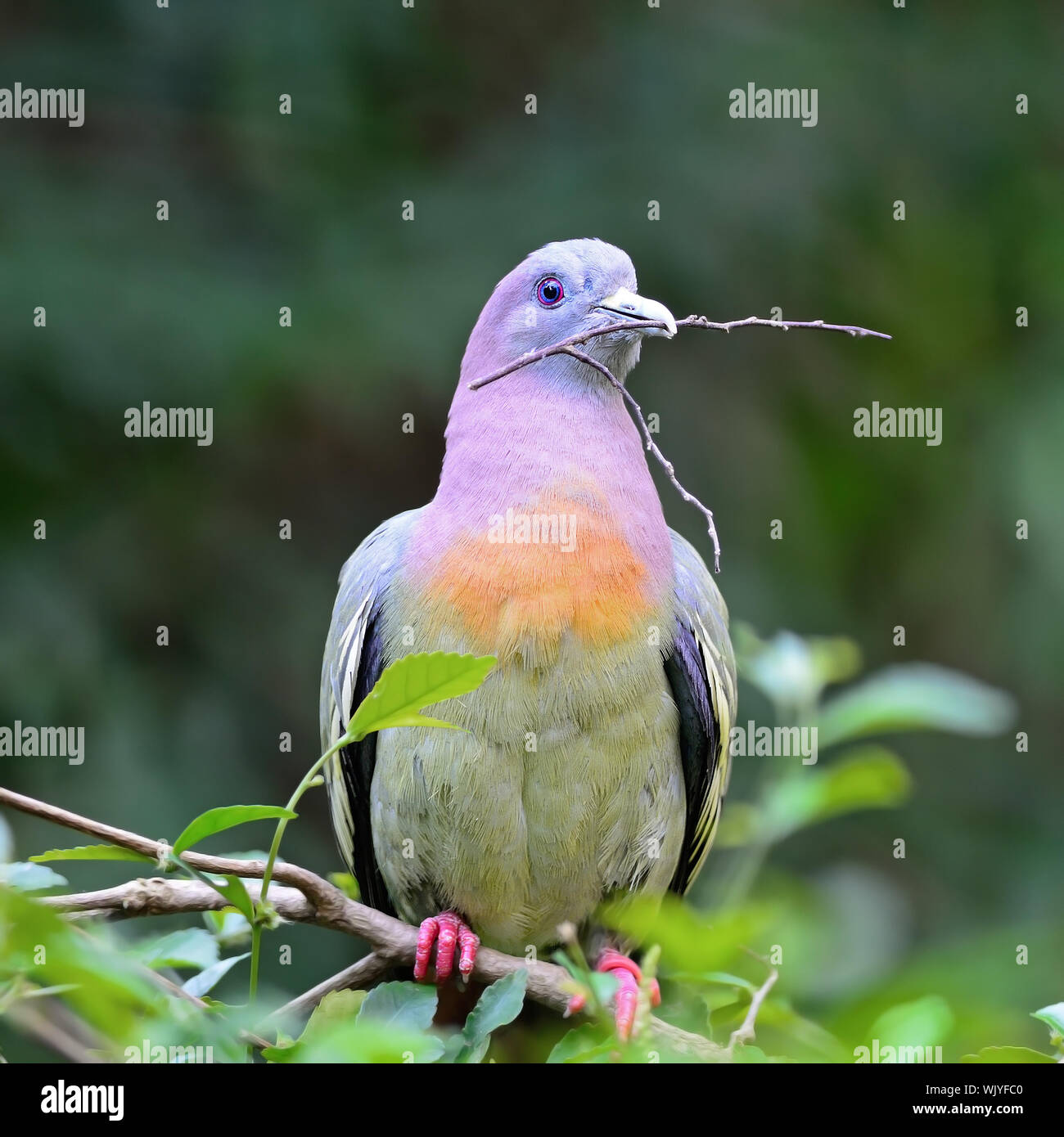 A male Pink-necked Green-Pigeon (Treron vernans), perching on the ...