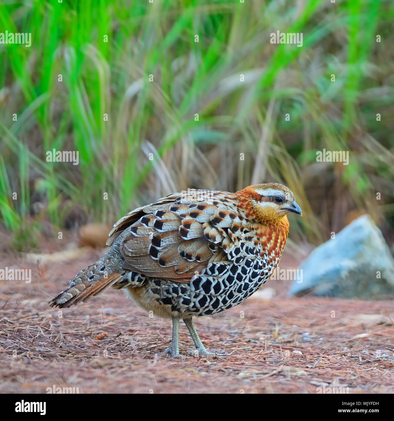 Colorful bird, male of Mountain Bamboo Partridge (Bambusicola fytchii ...
